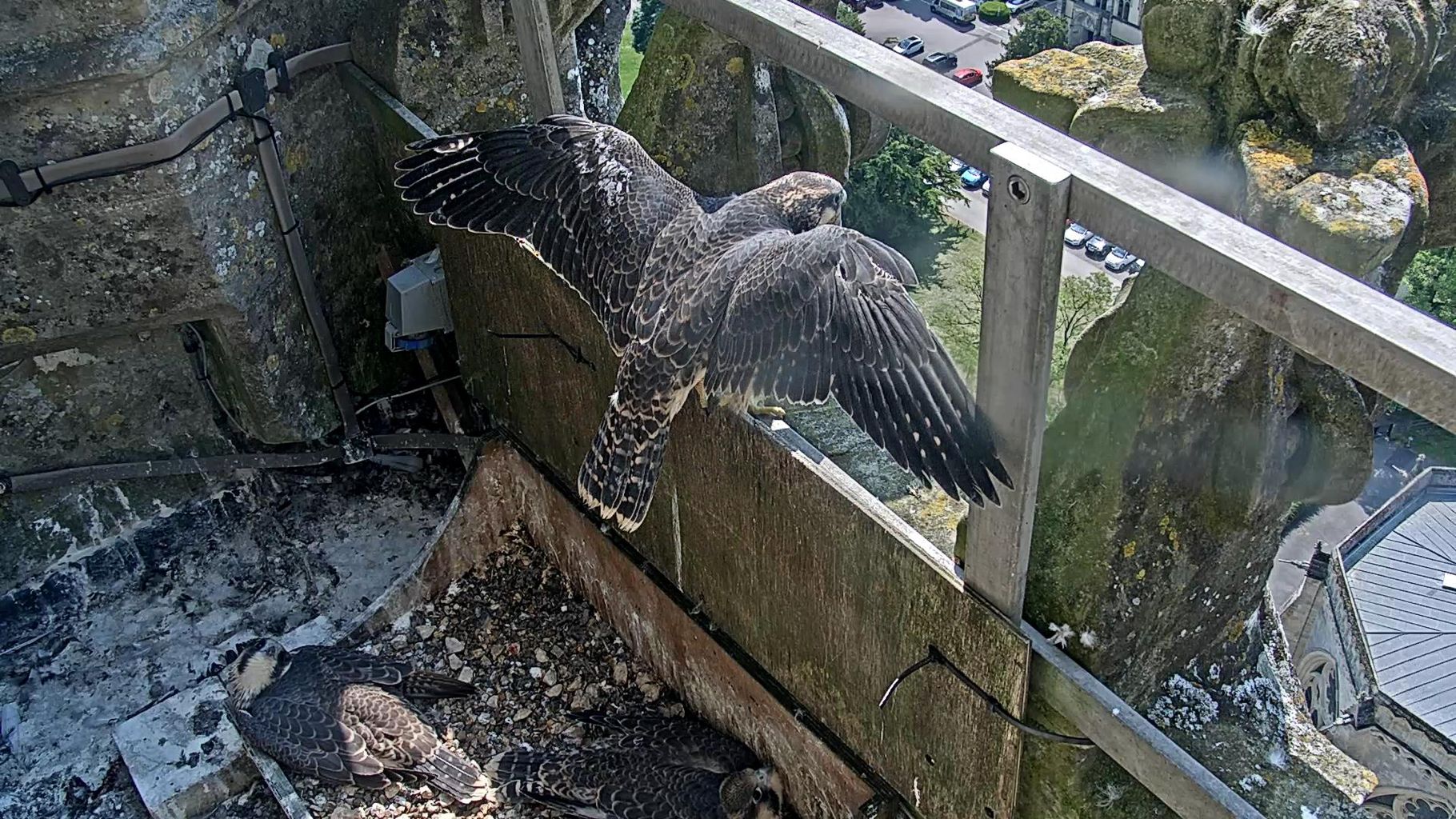 First peregrine chick takes flight from Salisbury Cathedral
