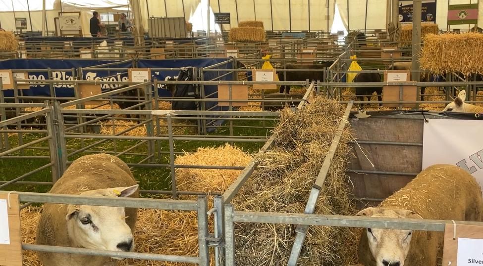 Calls for more young people to join the farming industry in Cornwall