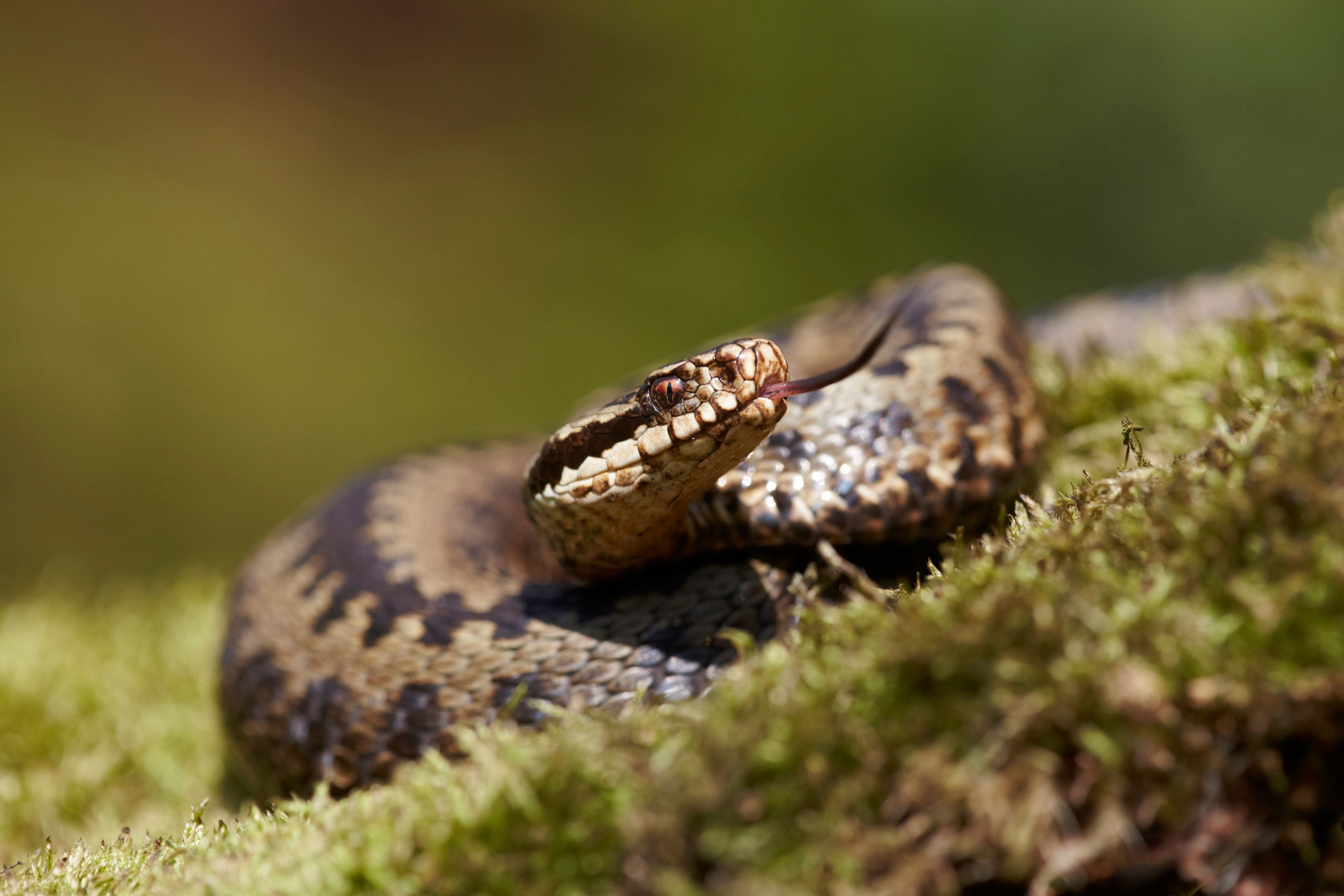 Borders primary school issues adder warning | News - Greatest Hits ...