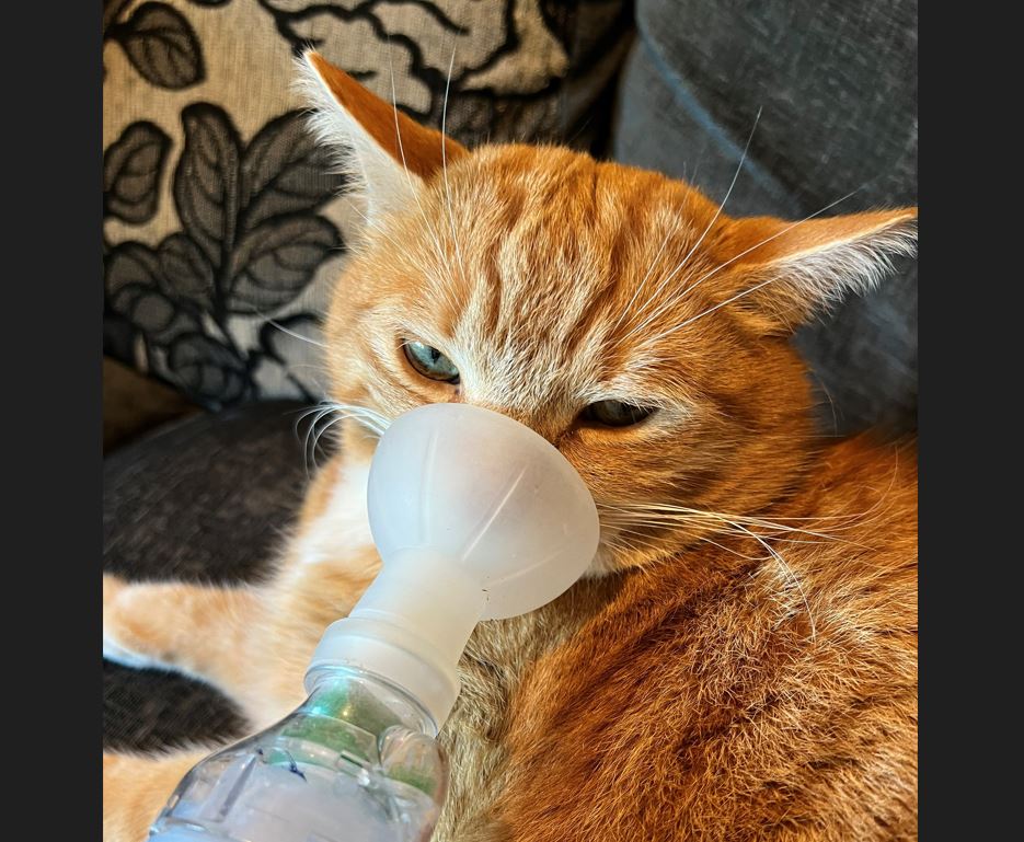 Perth cat diagnosed with asthma takes Instagram by storm