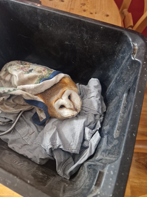 Man sentenced after death of a barn owl in Hunmanby