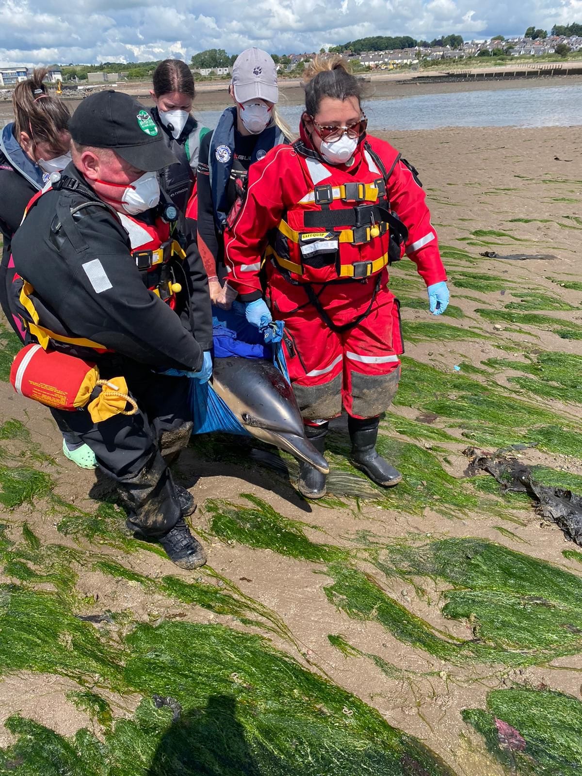 Dolphins rescued from Monifieth beach | News - Tay FM