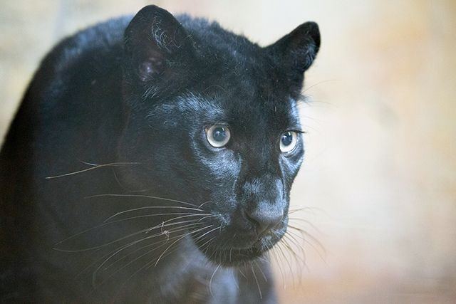 'Exmoor beast' back on show at zoo, as reports in the wild continue to ...