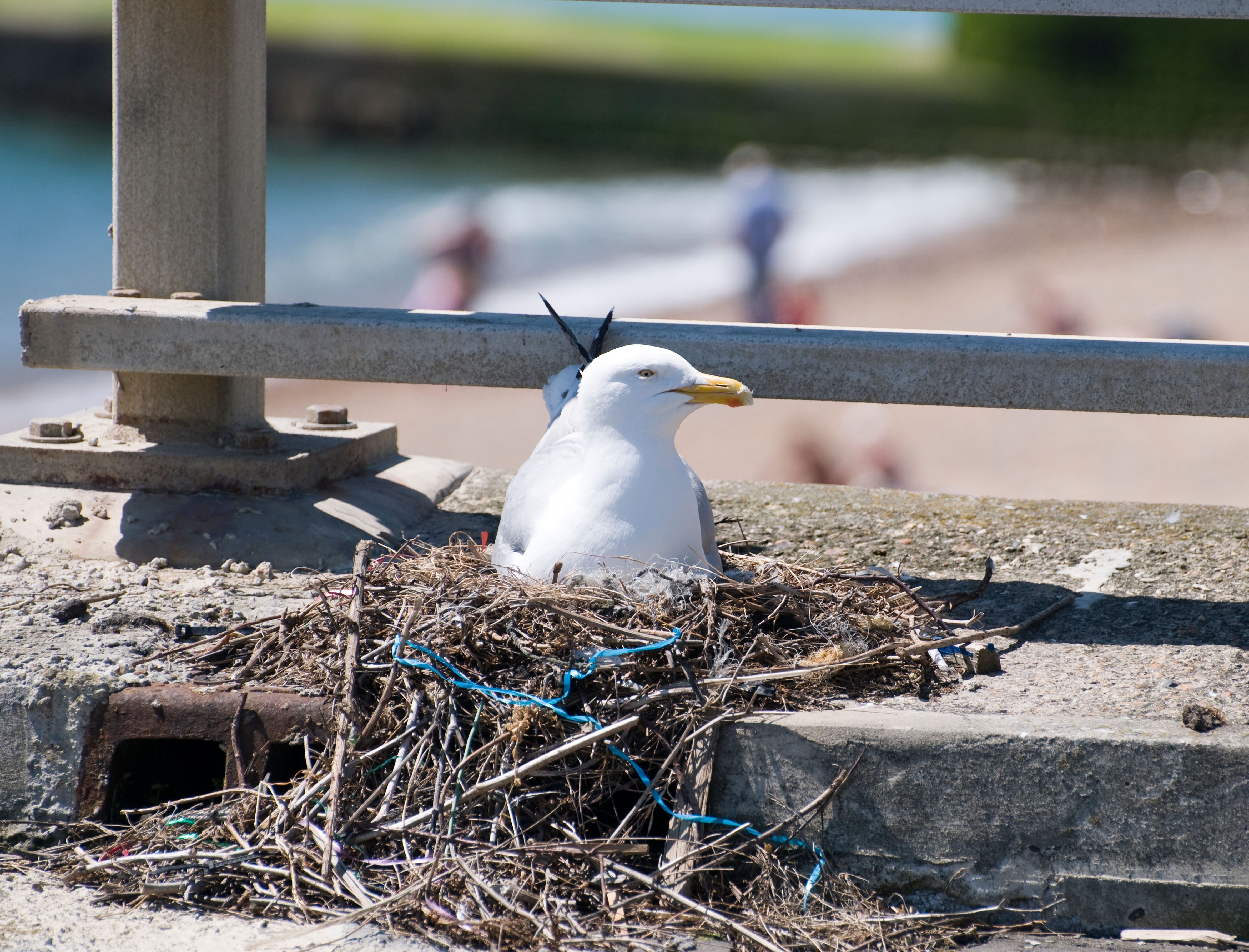 Nesting seagulls cut off mobile phone signal in part of North Norfolk ...
