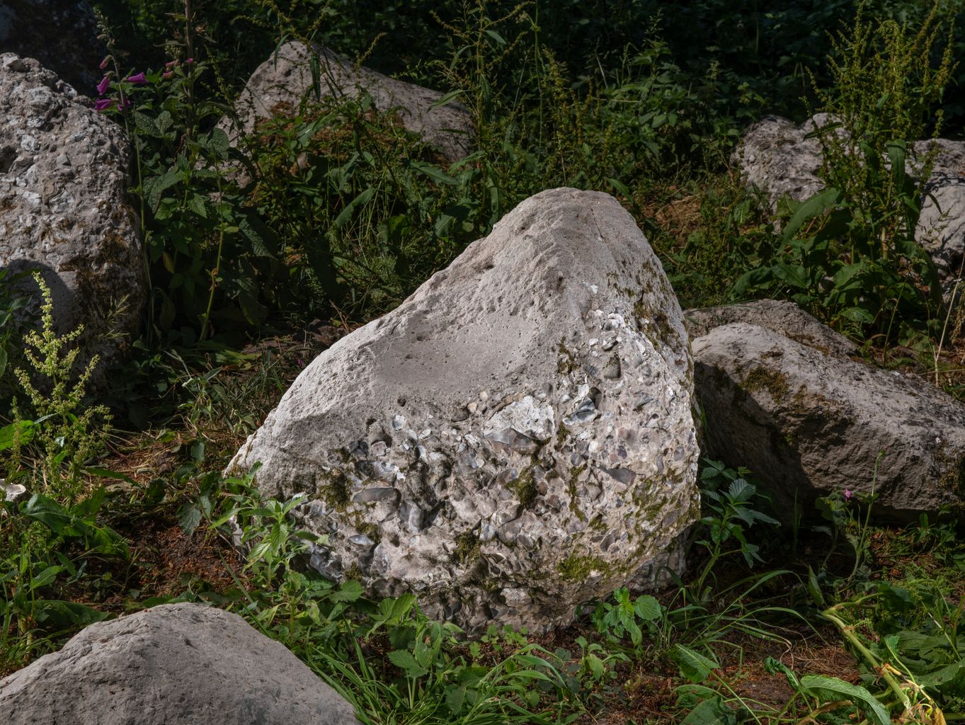 6000 year old boulder rarer than Stonehenge found in West Dorset