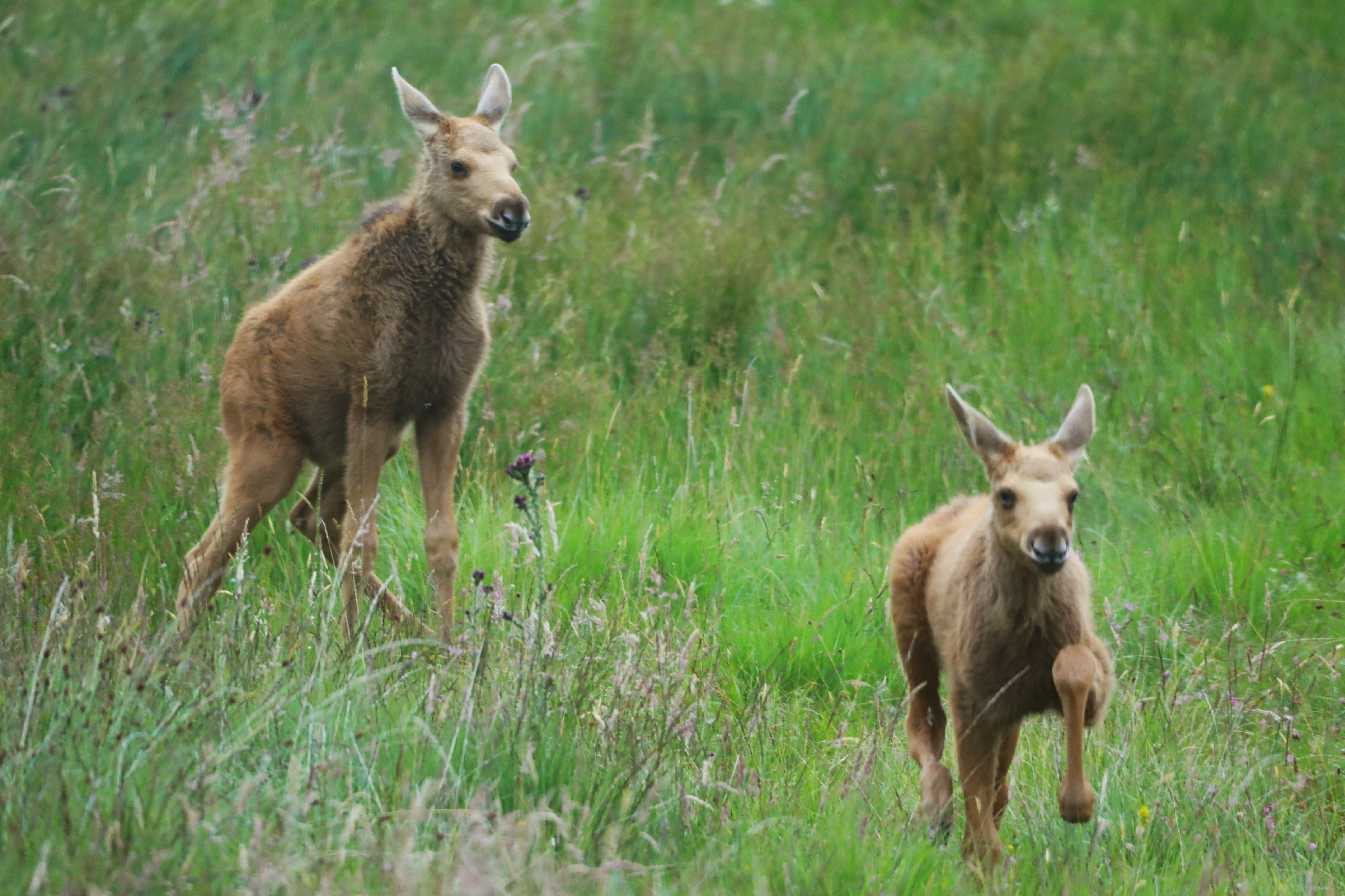 UK's only elk twins named at Highland Wildlife Park