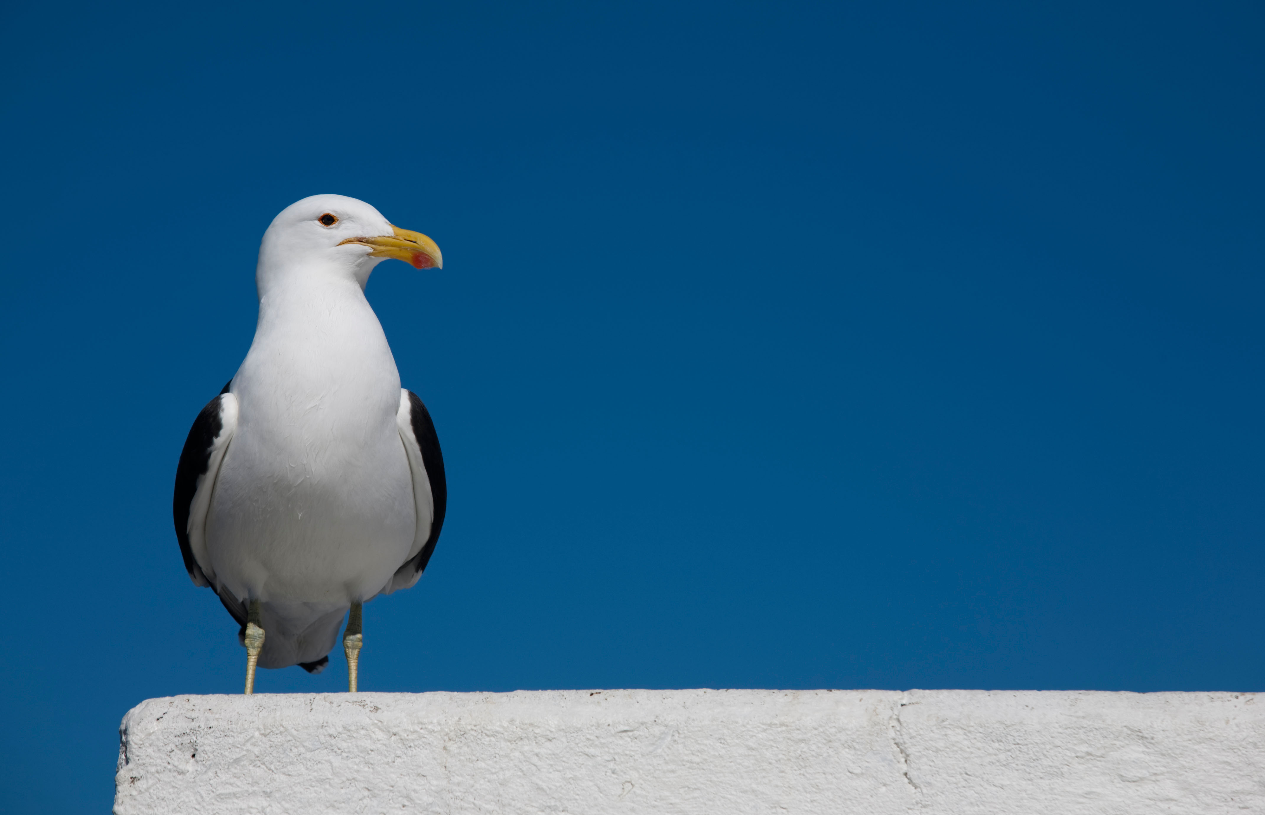 Seagulls could be to blame for poor water quality | News - Hits Radio ...