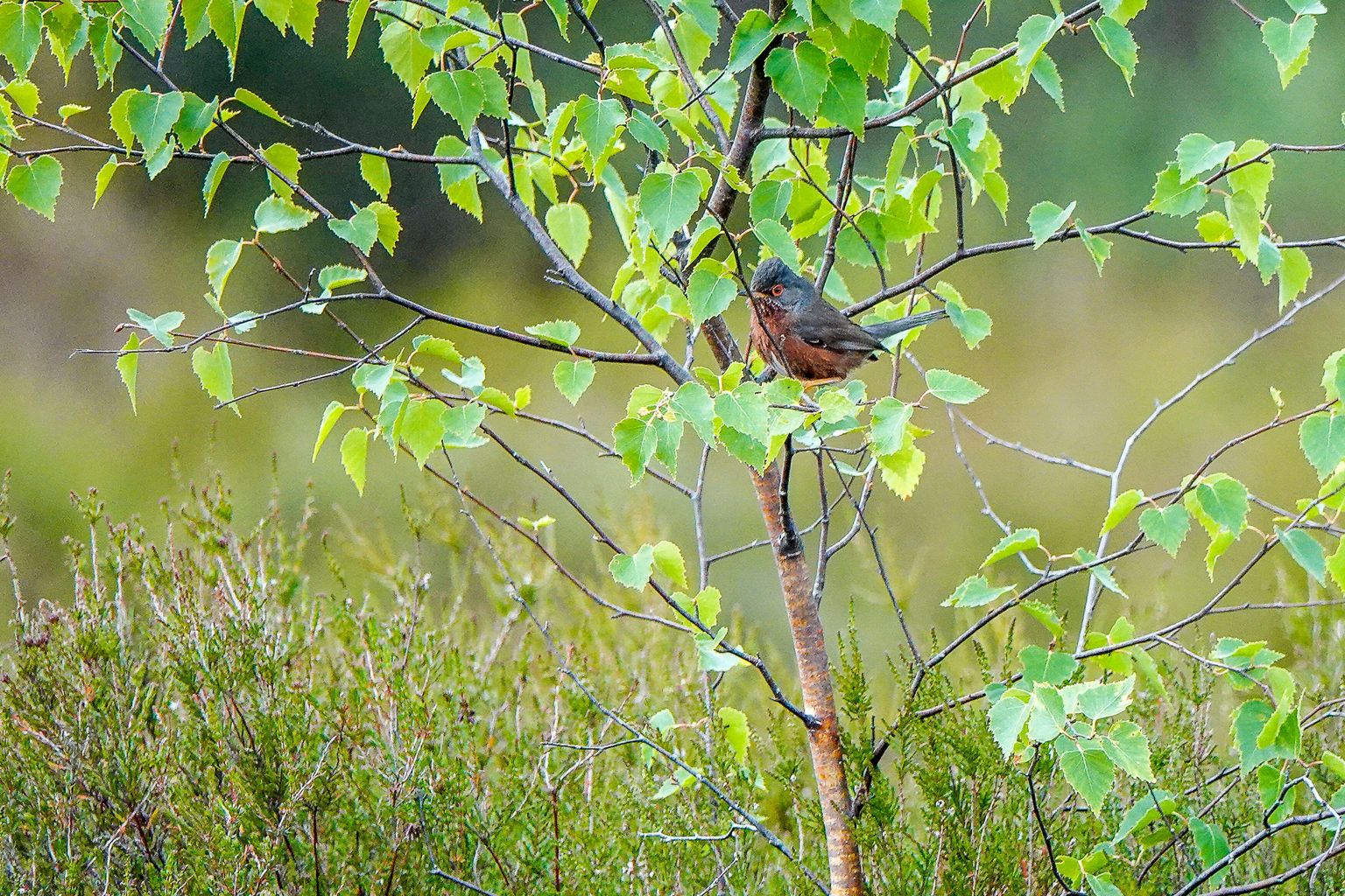 Surrey picked to be part of a nature recovery project | News - Greatest ...