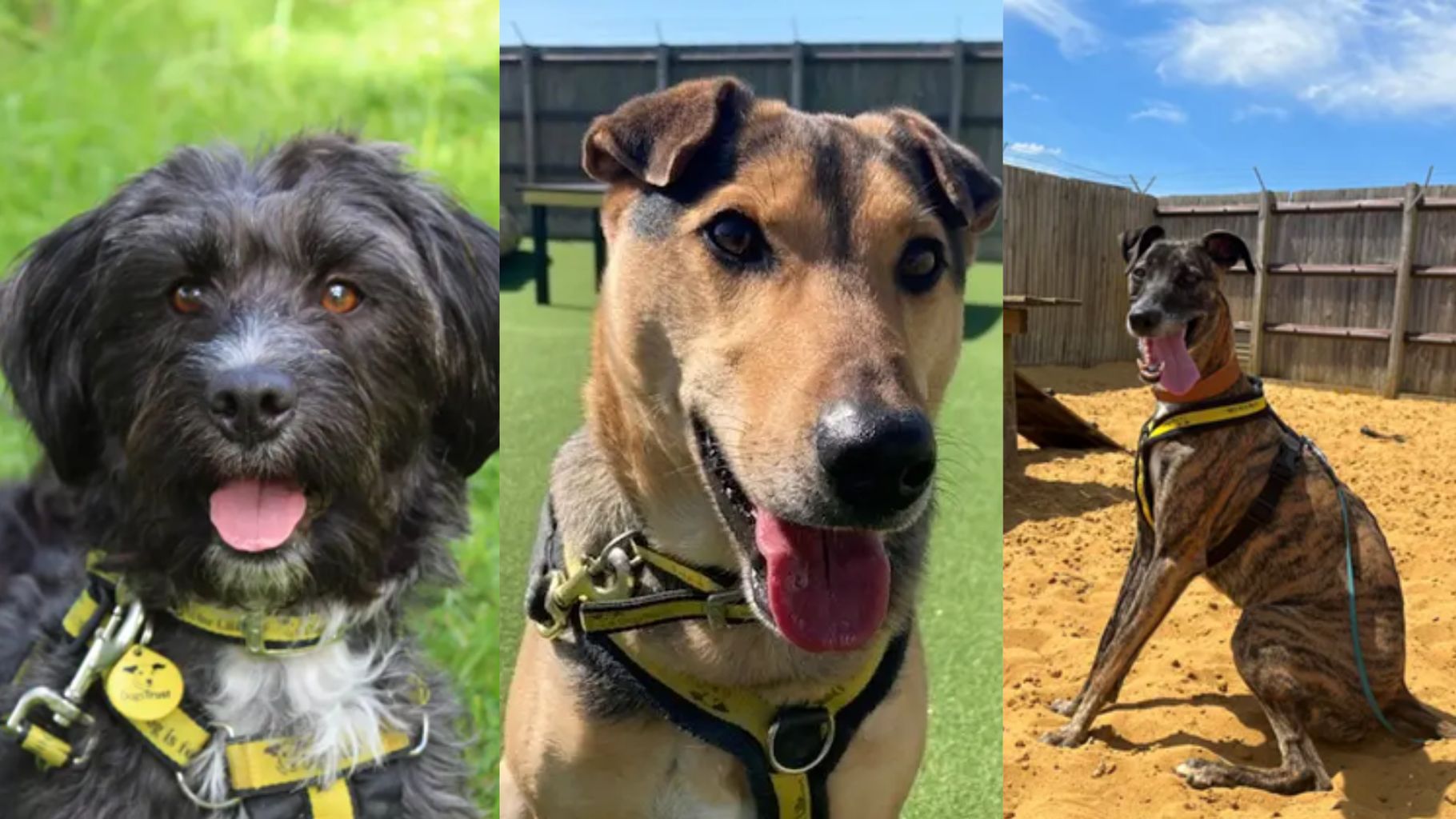 Long-term residents awaiting forever homes at Salisbury Dogs Trust