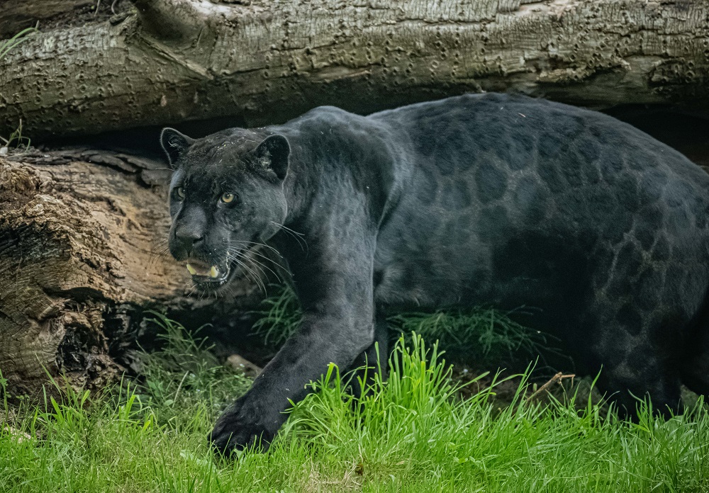 Chester Zoo welcomes rare black jaguar