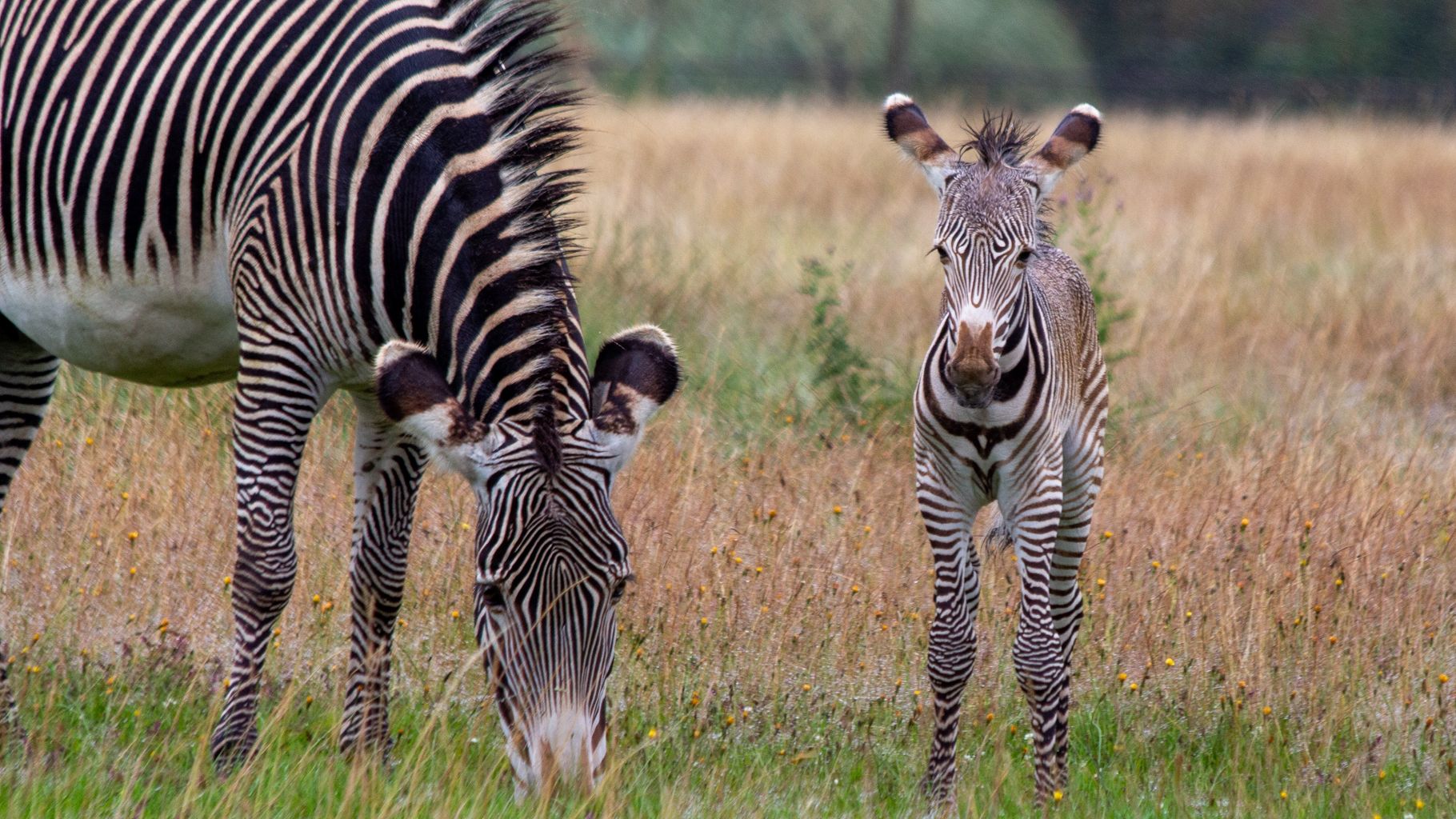 Endangered Zebra foal born at Whipsnade Zoo