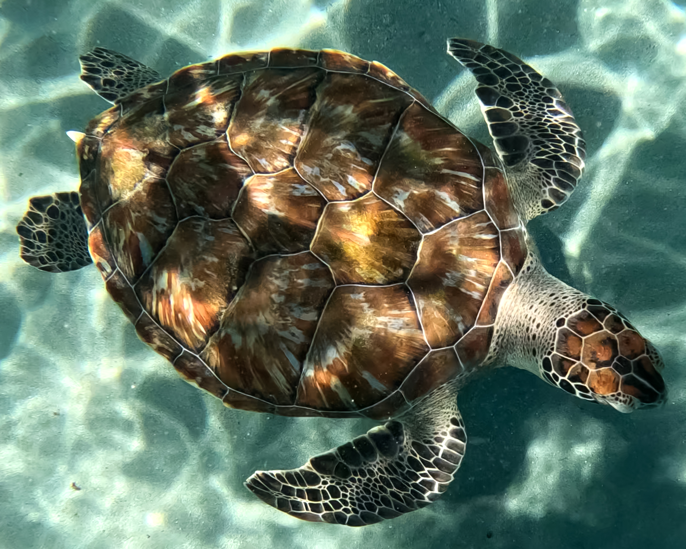 Royal Navy sailors help save turtles in the Caribbean | News - Greatest ...