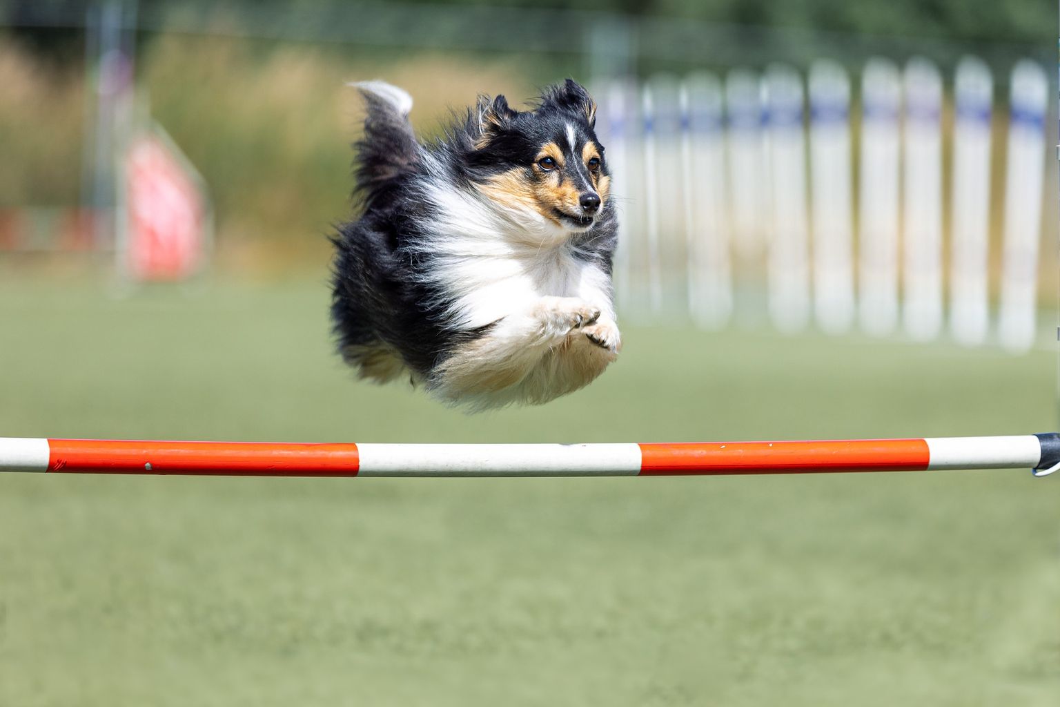 World's largest dog agility competition begins at Rutland Showground