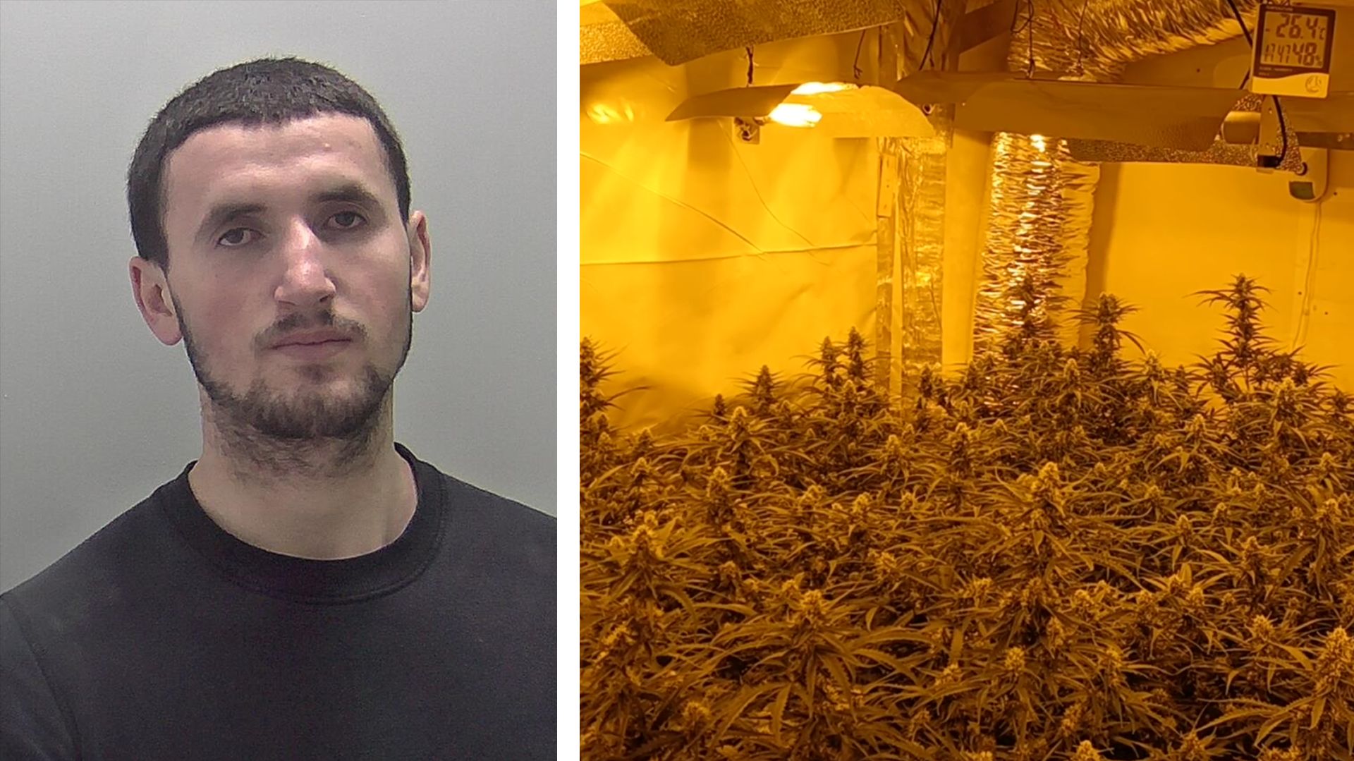 Man Jailed After Cannabis Farm Found A House In Warwick News Undefined