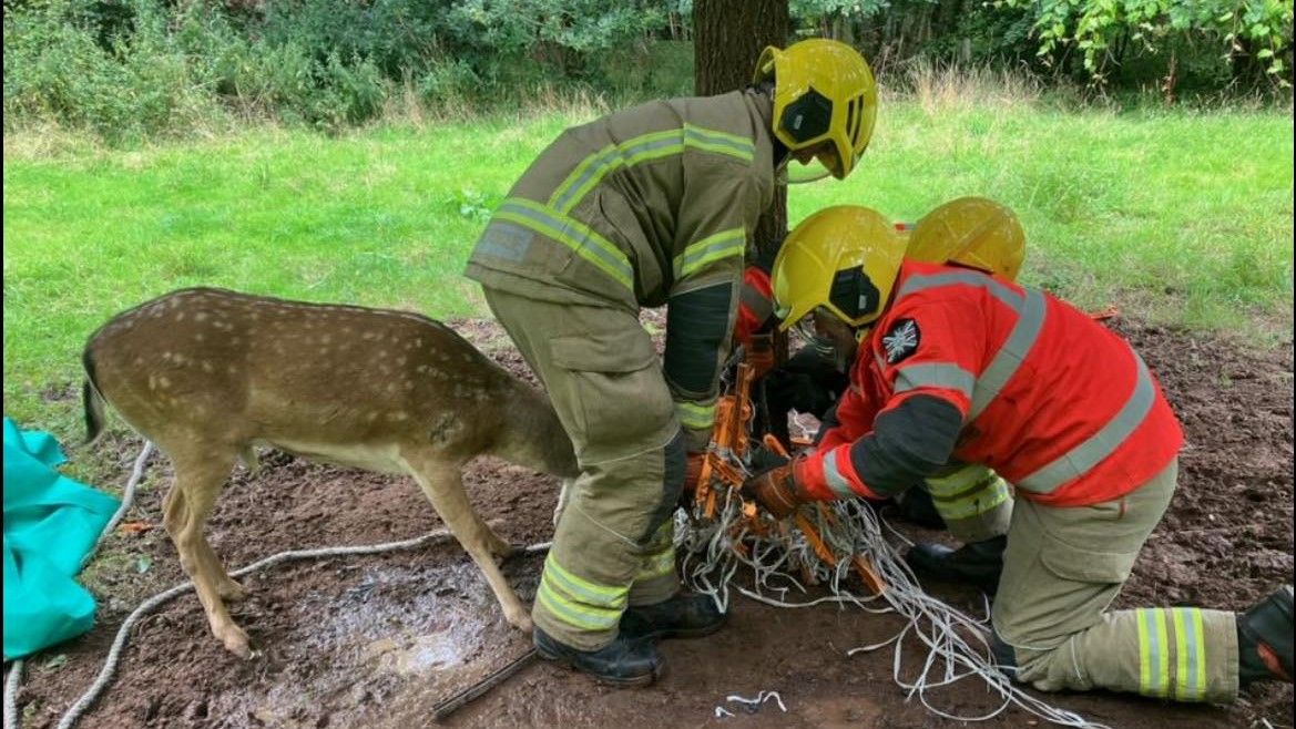 Hereford firefighters cut deer tangled in fence around tree free