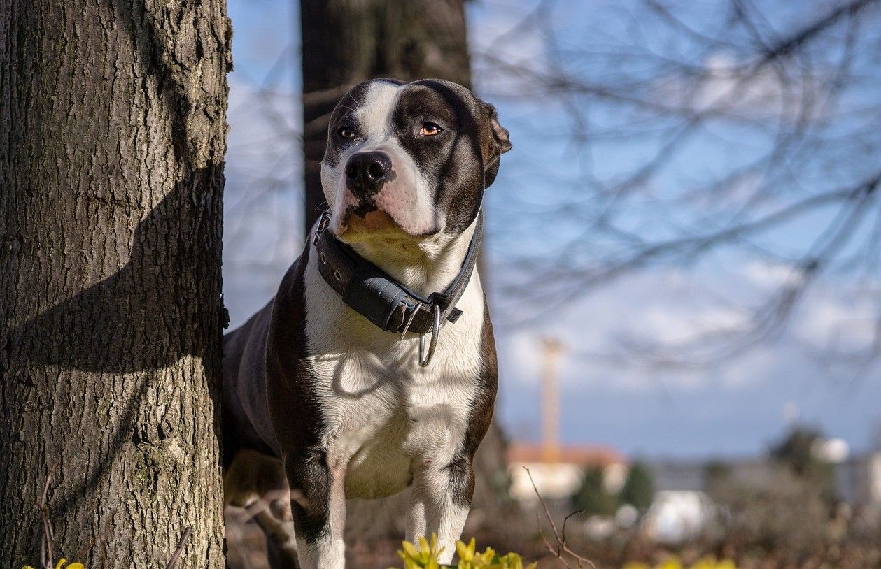 Questions raised about legislation on dangerous dogs after death near ...