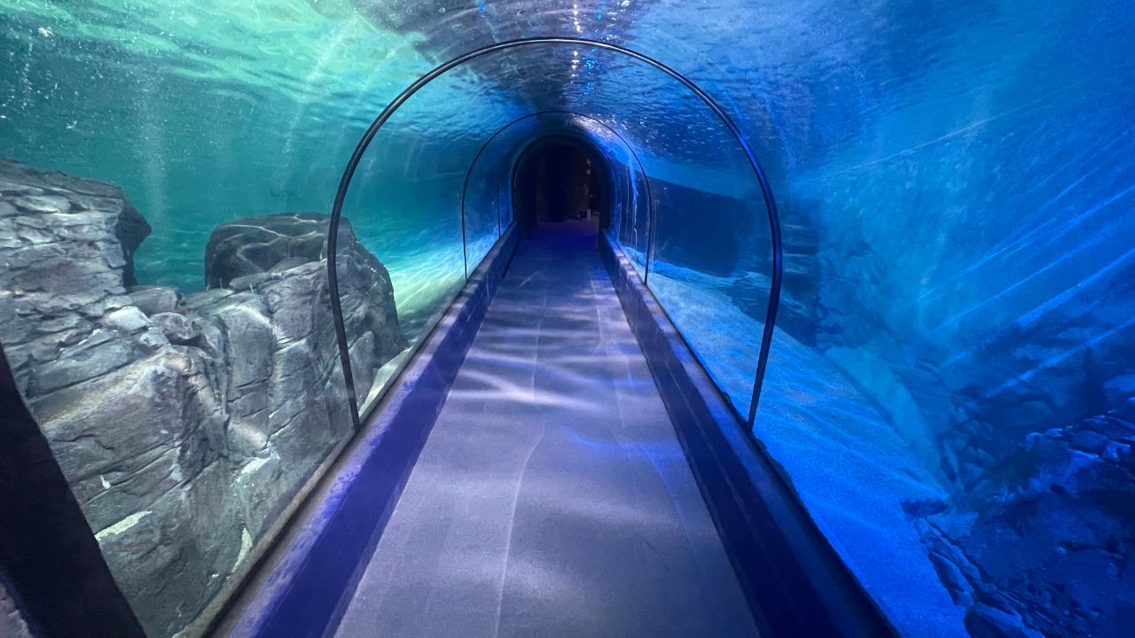 Exploris Aquarium opens exciting new underwater exhibition | Places ...