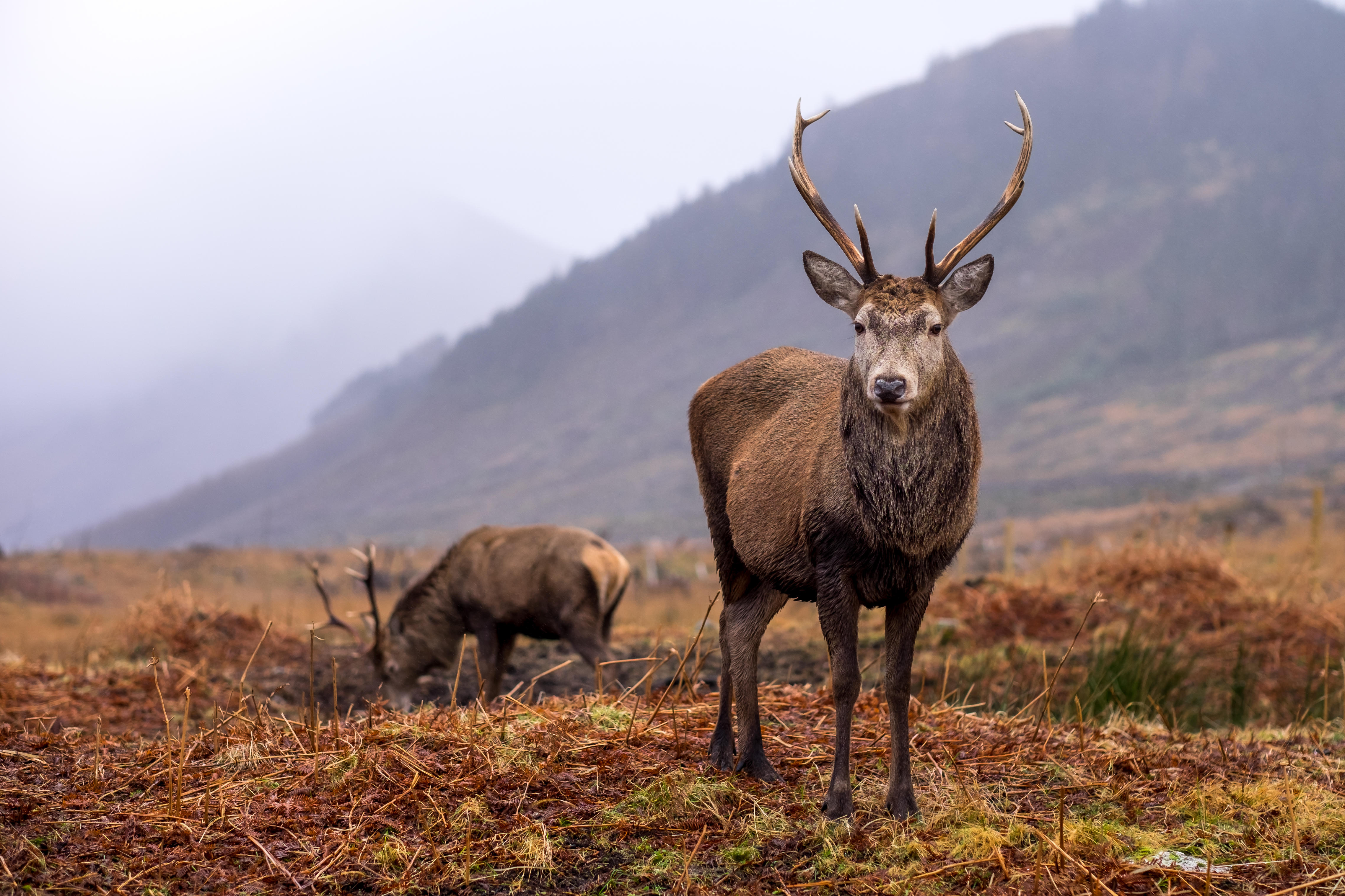 Tory MSP says ending closed deer seasons will allow for their ...