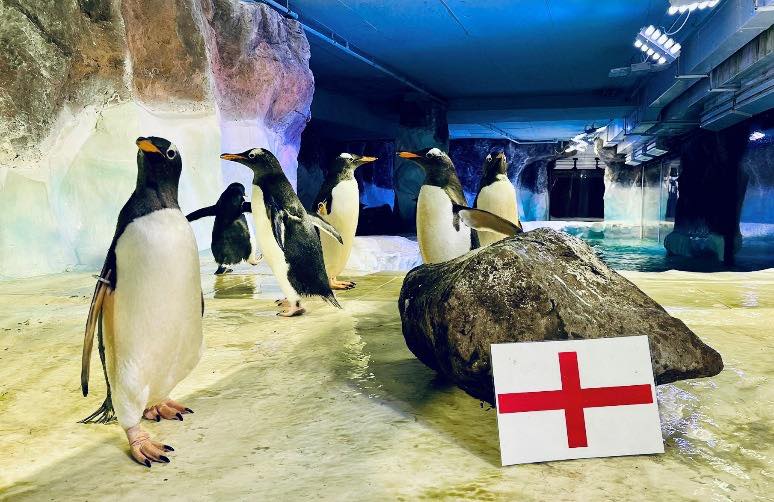 penguins-at-birmingham-sea-life-centre-predict-lioness-world-cup