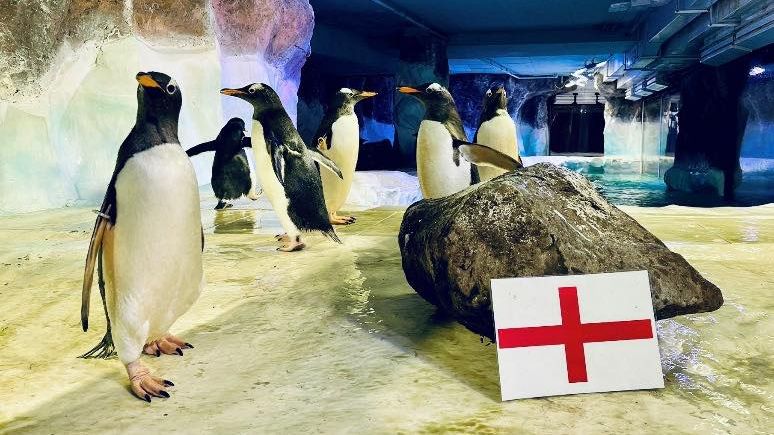 Penguins At Birmingham Sea Life Centre Predict Lioness World Cup penguins-at-birmingham-sea-life-centre-predict-lioness-world-cup