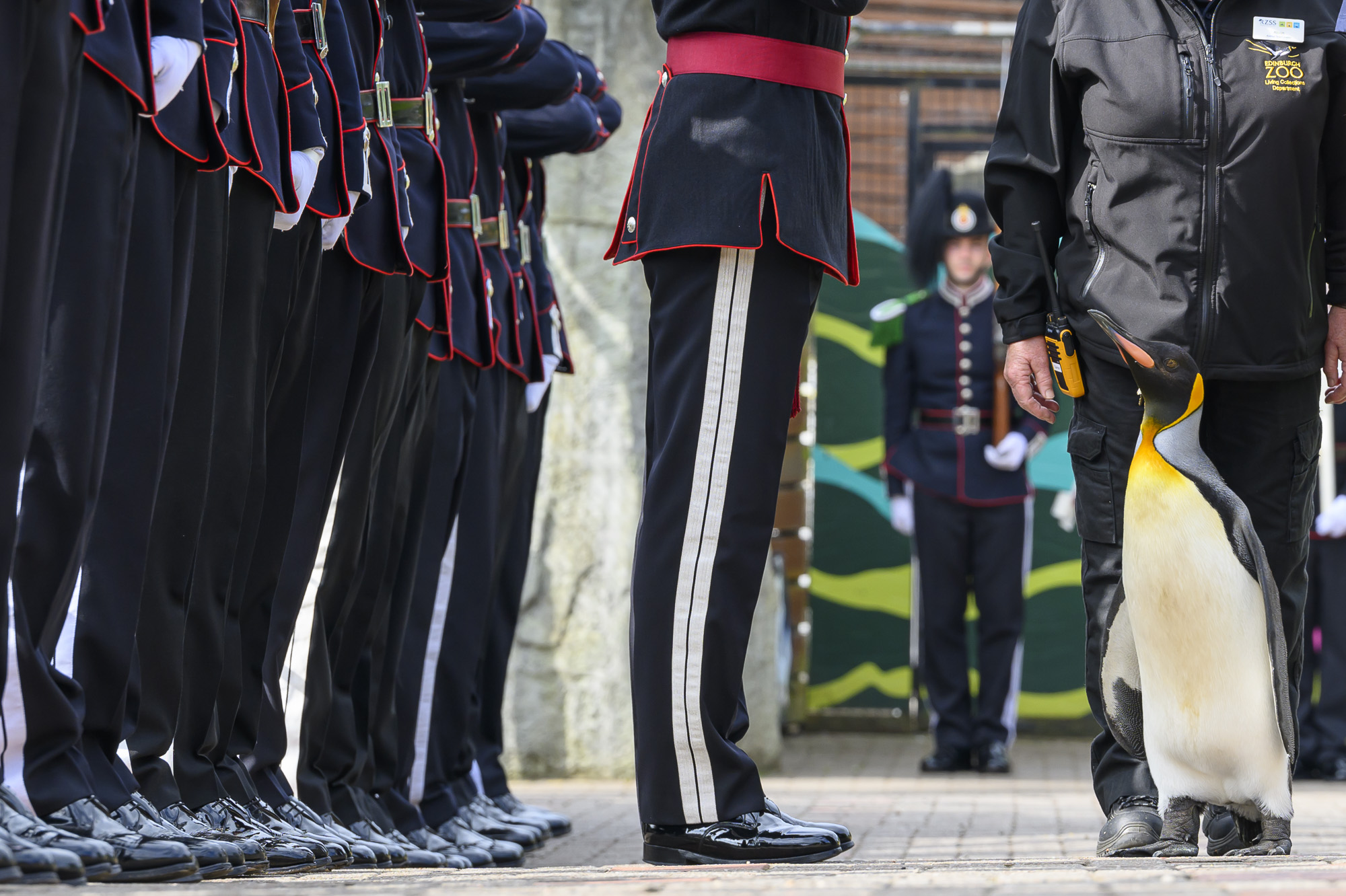 Edinburgh Zoo's world-famous king penguin promoted during ceremony