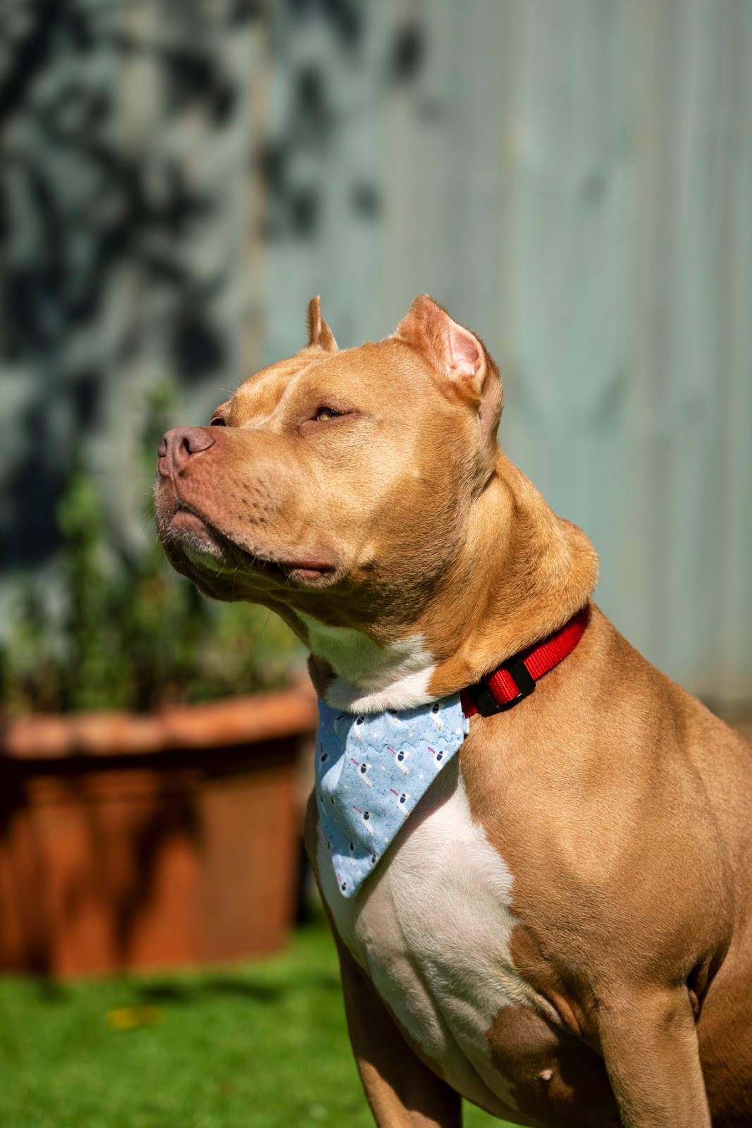 West Midlands is a hotspot for illegal dog ear cropping | News - undefined