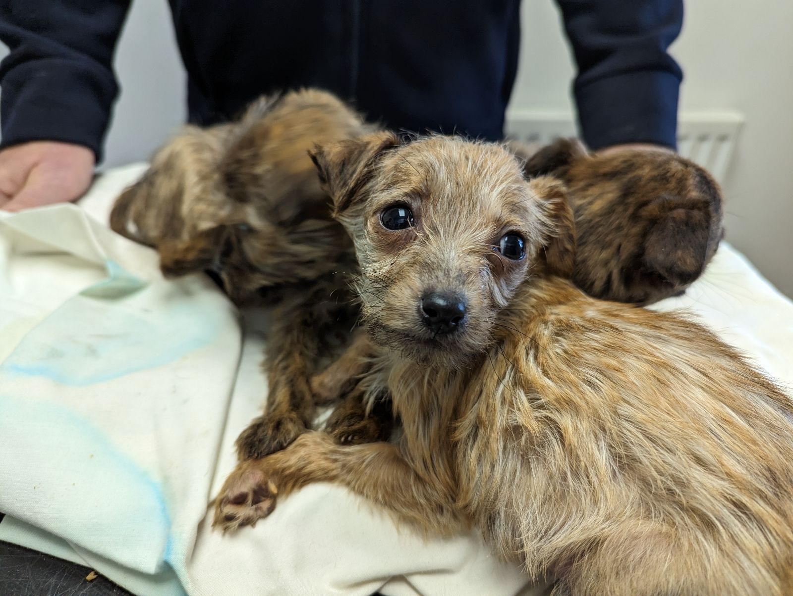 Dog cruelty incidents rose 11% in Wiltshire last year