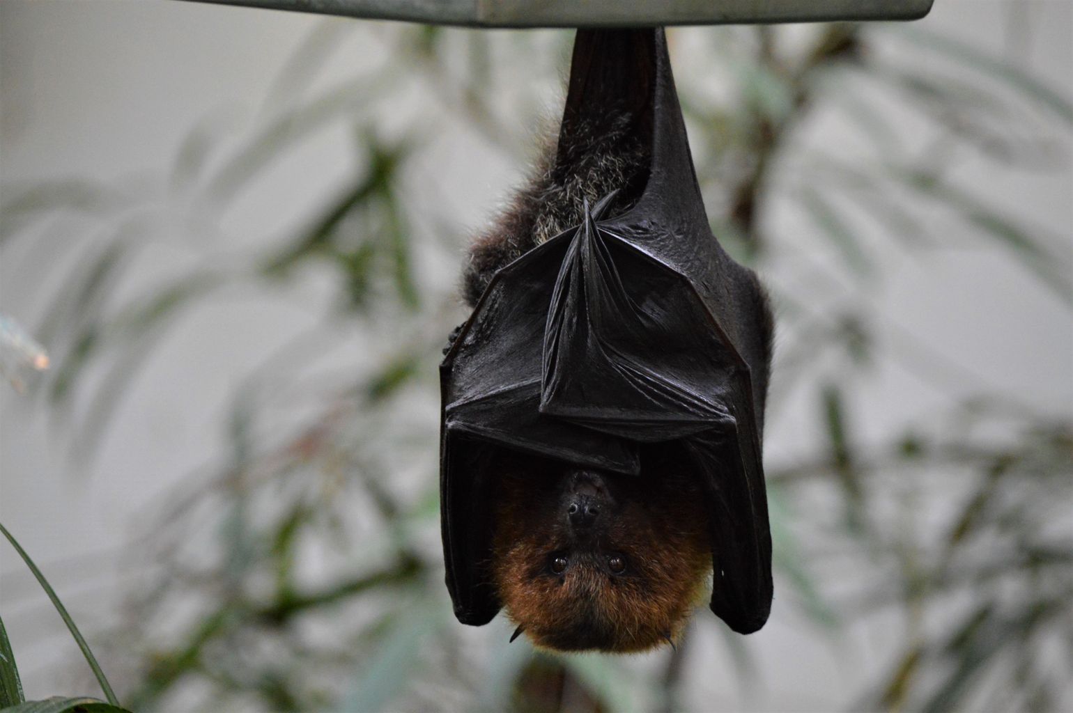 Rutland church celebrates their resident bats | News - Greatest Hits ...