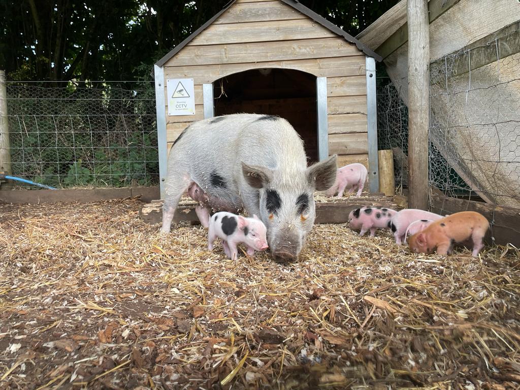 A pigs farm in Amersham welcomes two litters of piglets | News ...