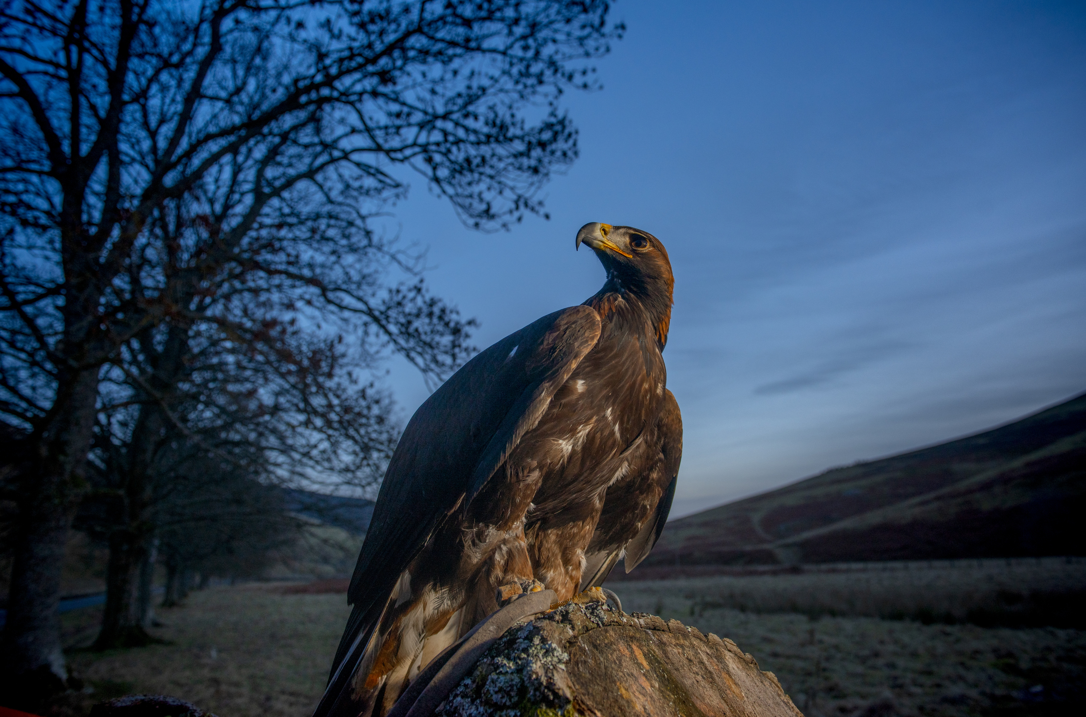 Golden eagle numbers in south of Scotland soar to 'highest in 300 years ...