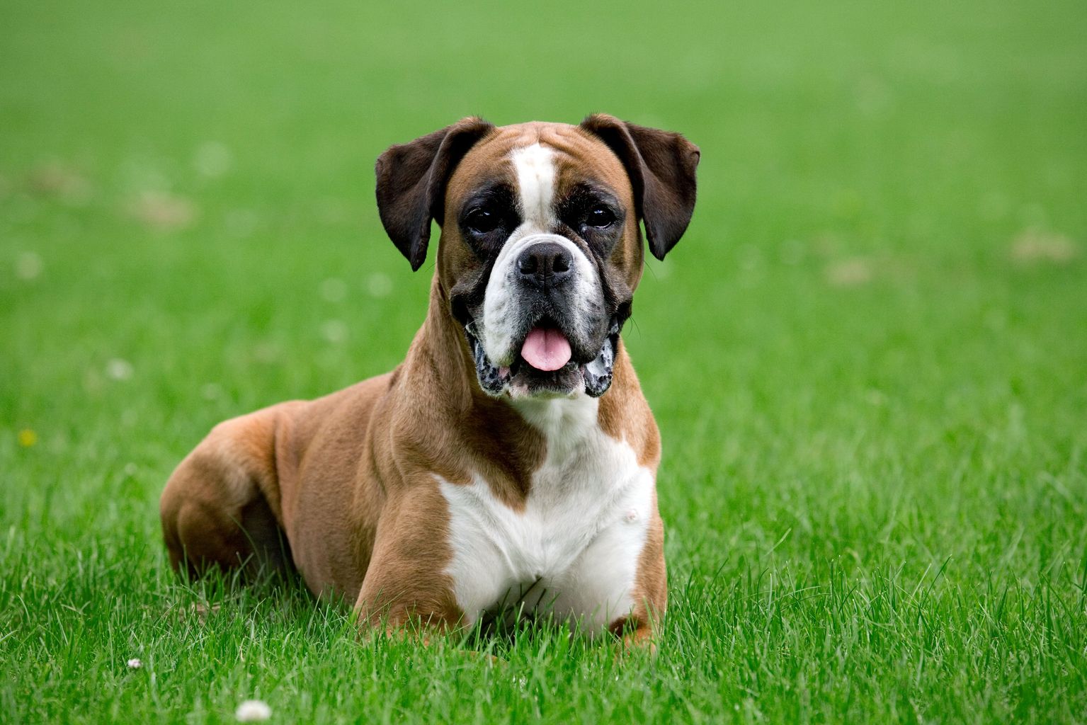 Norfolk trainer urges owners of short-nosed dogs to keep them inside ...