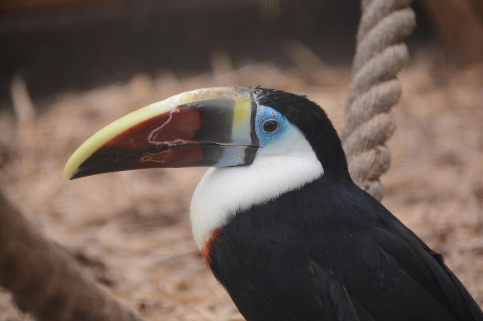 Norfolk zoo pays tribute to beloved toucan who's passed away | News ...