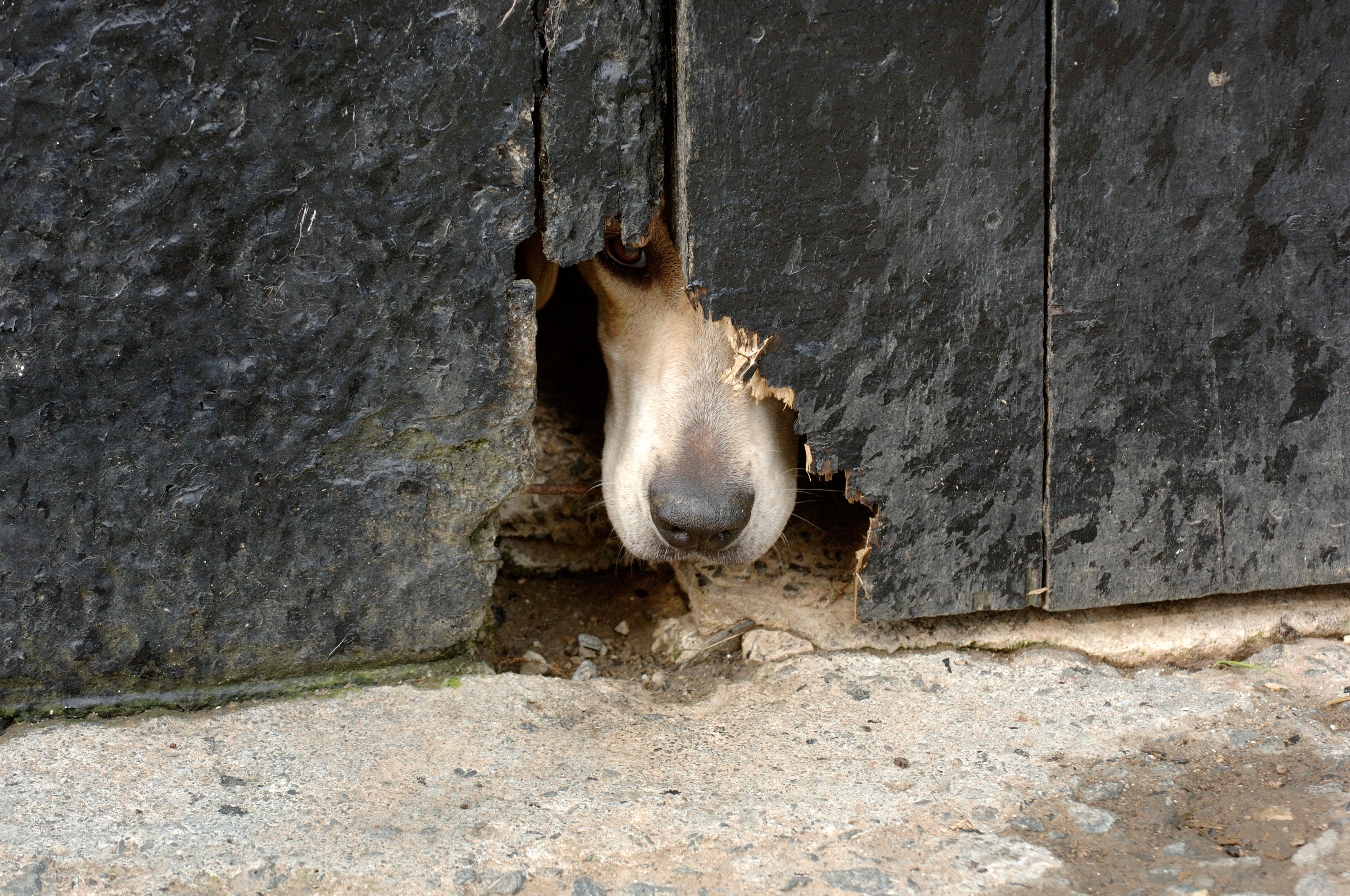 Puppy farmers admit 'unspeakable cruelty' to dogs who later died in Glasgow