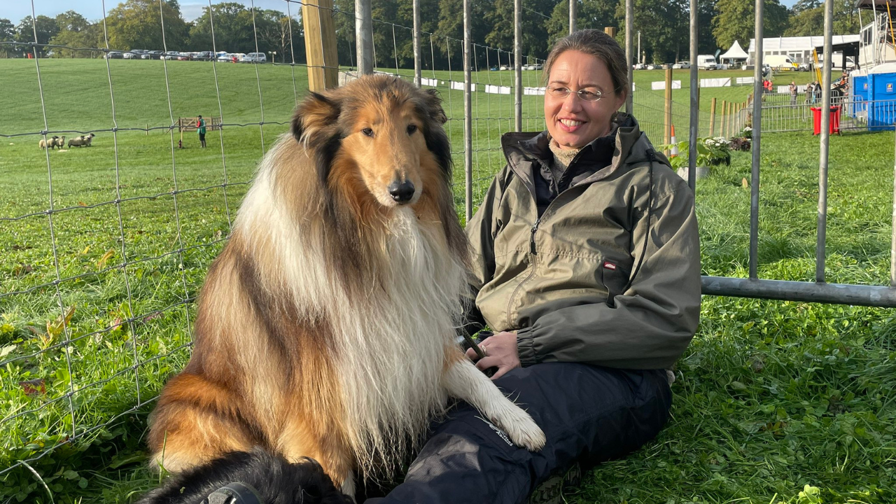 World Sheepdog Trials underway in Co Down this week