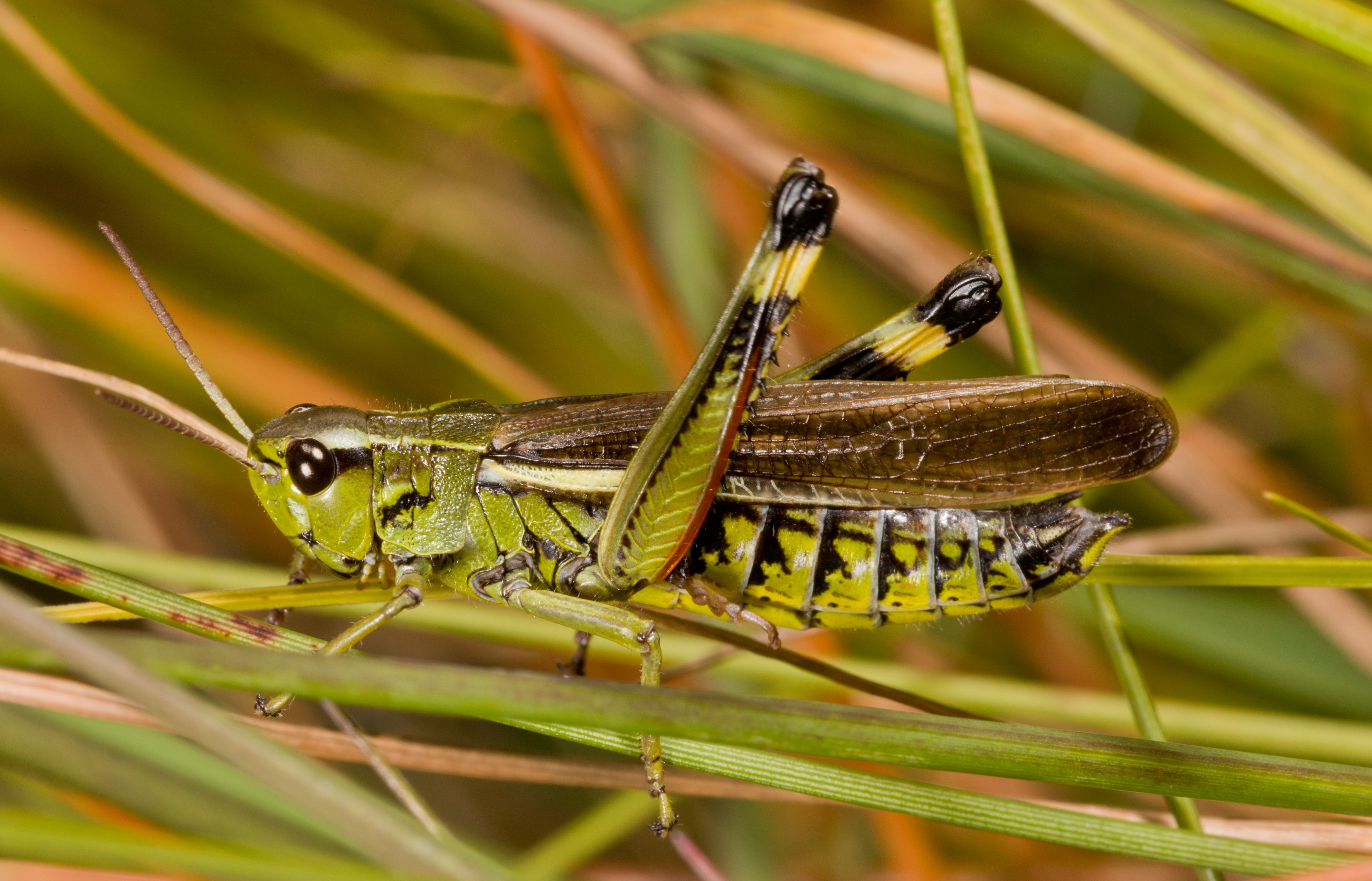 New funding to help reintroduce rare grasshoppers into Norfolk | News ...