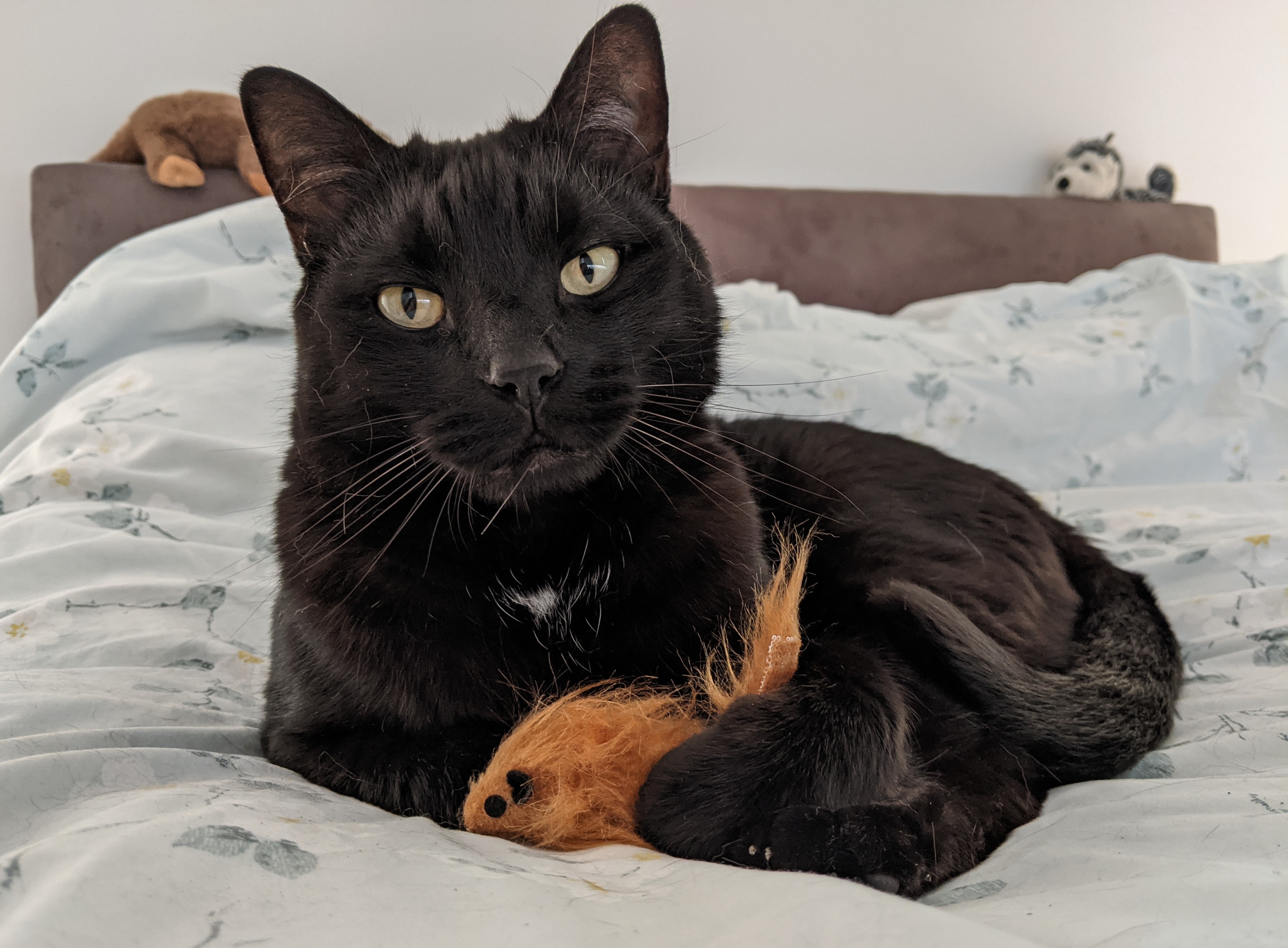 Vegan cats are healthier | News - undefined