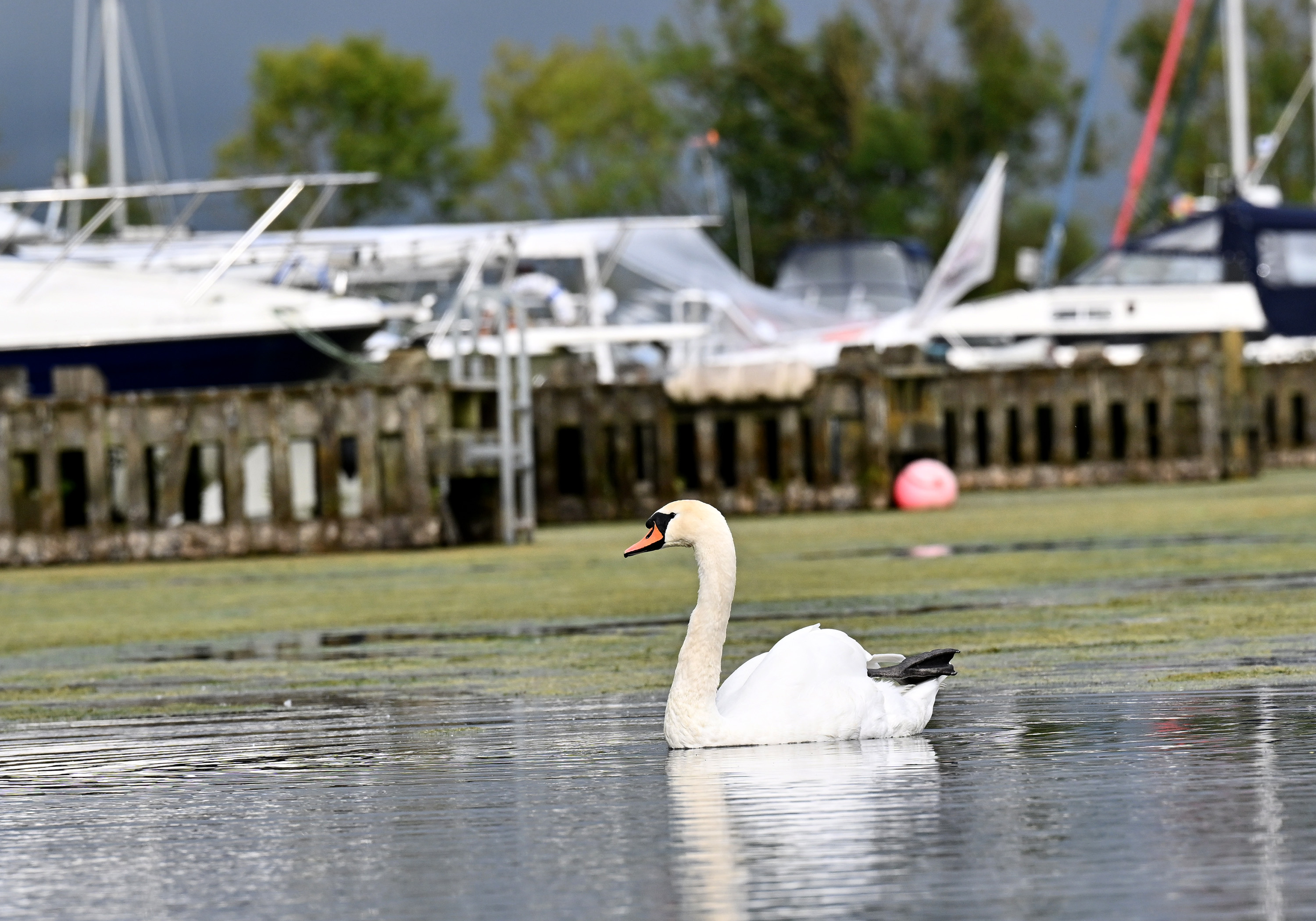 Wake to be held at Lough Neagh as concerns grow over toxic algae