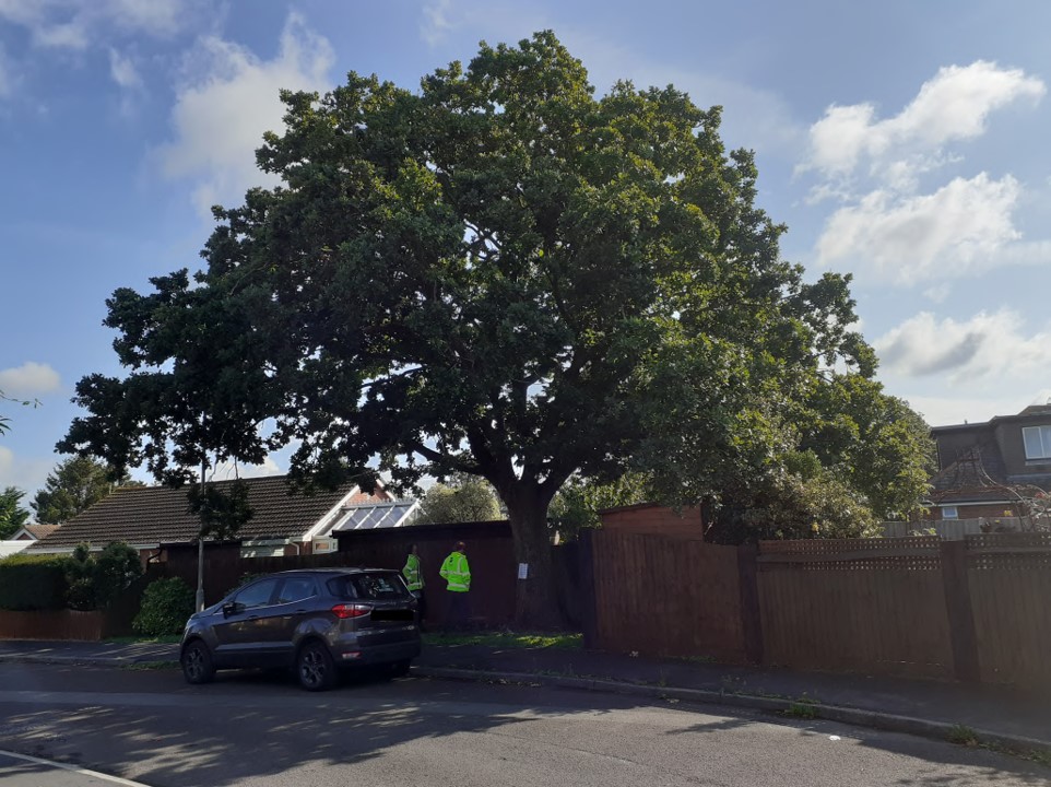 180 year old oak tree to be felled after being targeted with a chainsaw