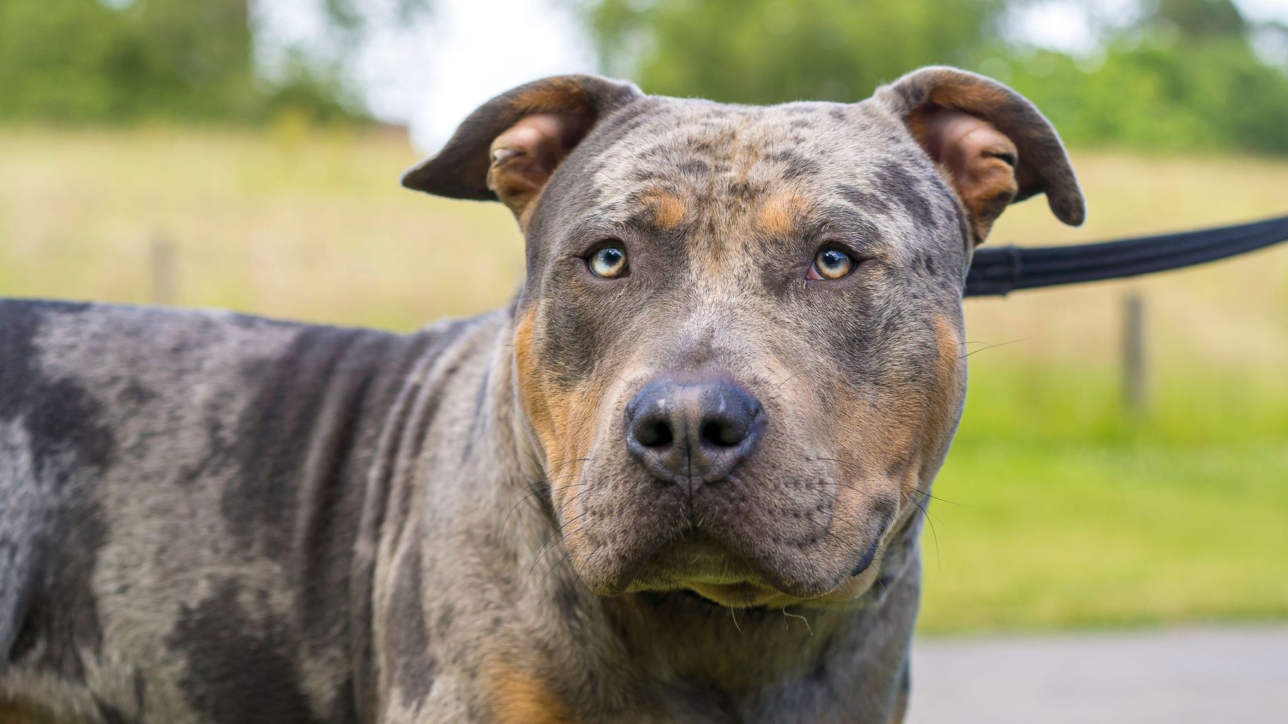 Prime Minister vows to ban XL bully dogs by the end of the year