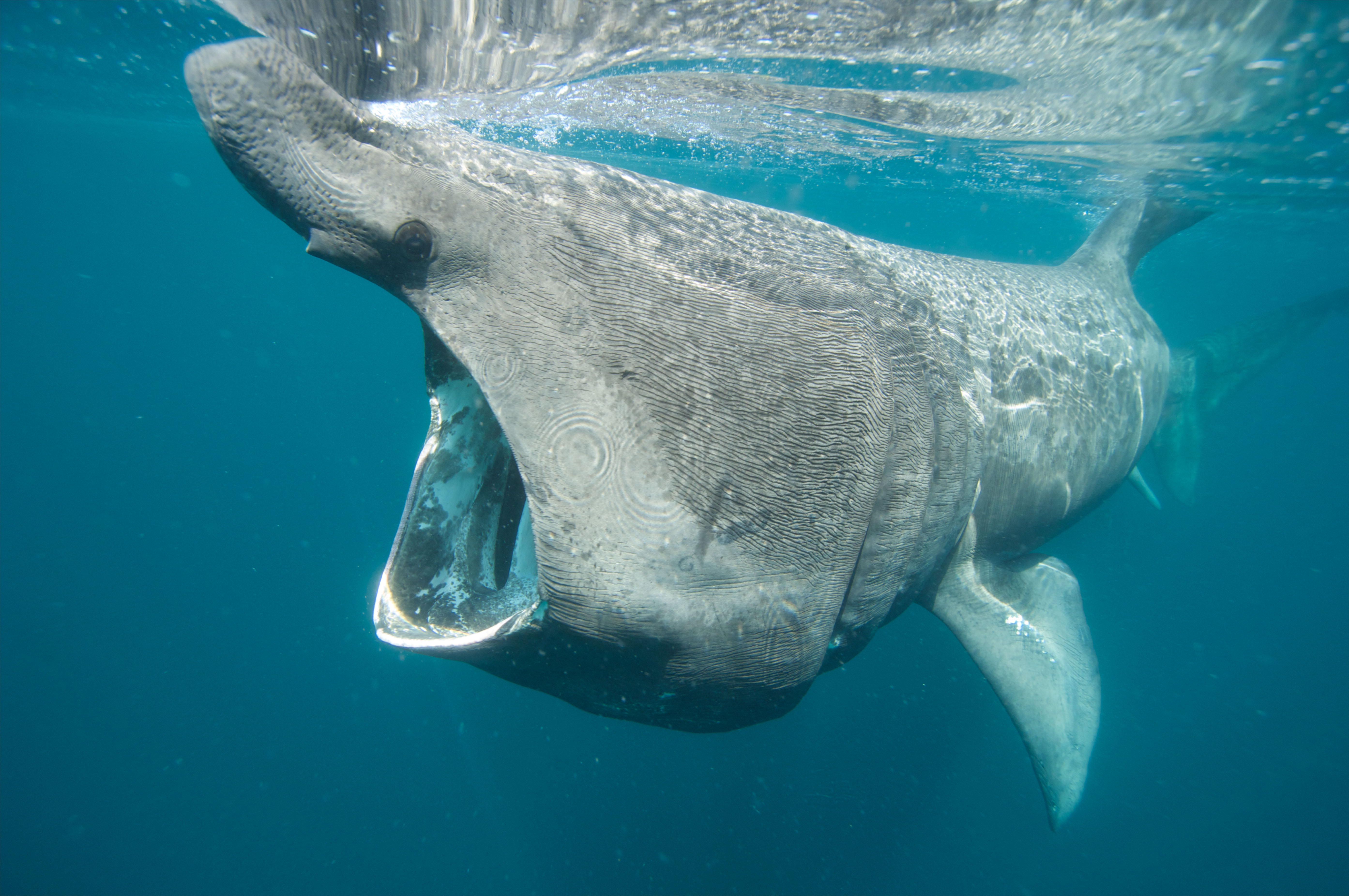 Police issue basking shark advice following disturbances in Aberdeenshire