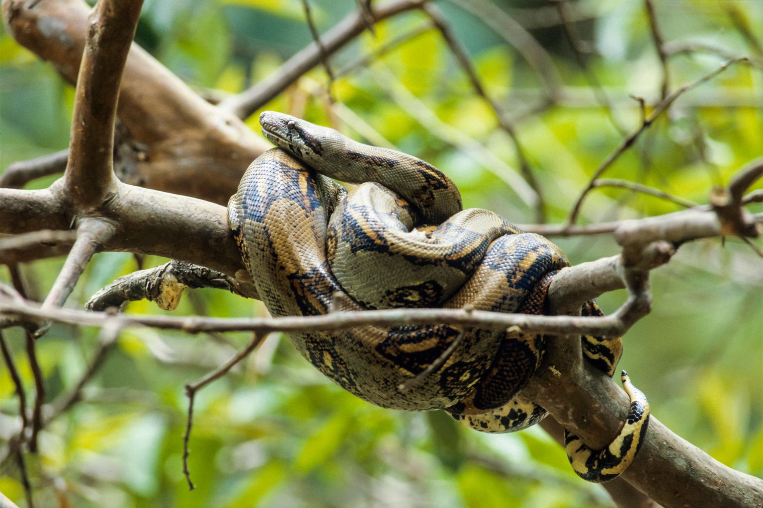 Snake found on popular Cave Hill walking trail | News - Cool FM