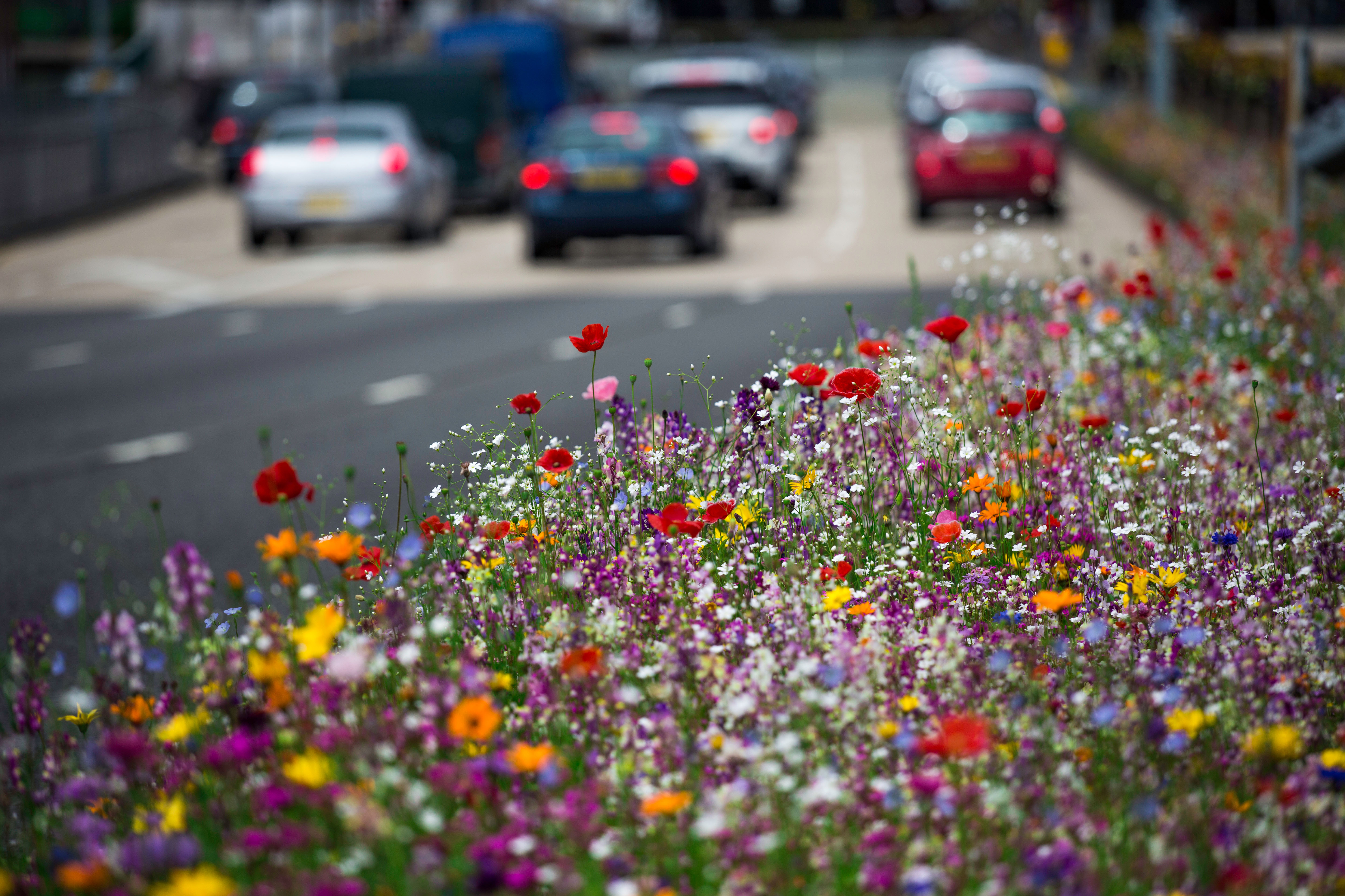 A million flowers will be planted on one of Glasgow’s busiest roads.