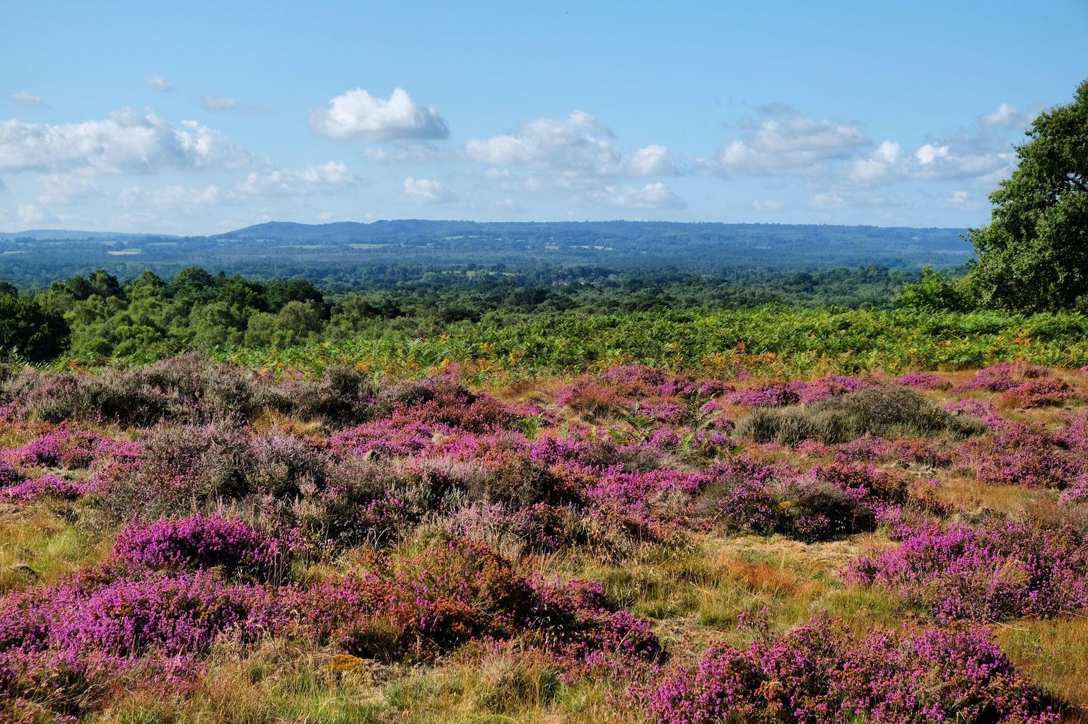 Satellite images and AI to map Puttenham Common | News - Greatest Hits ...