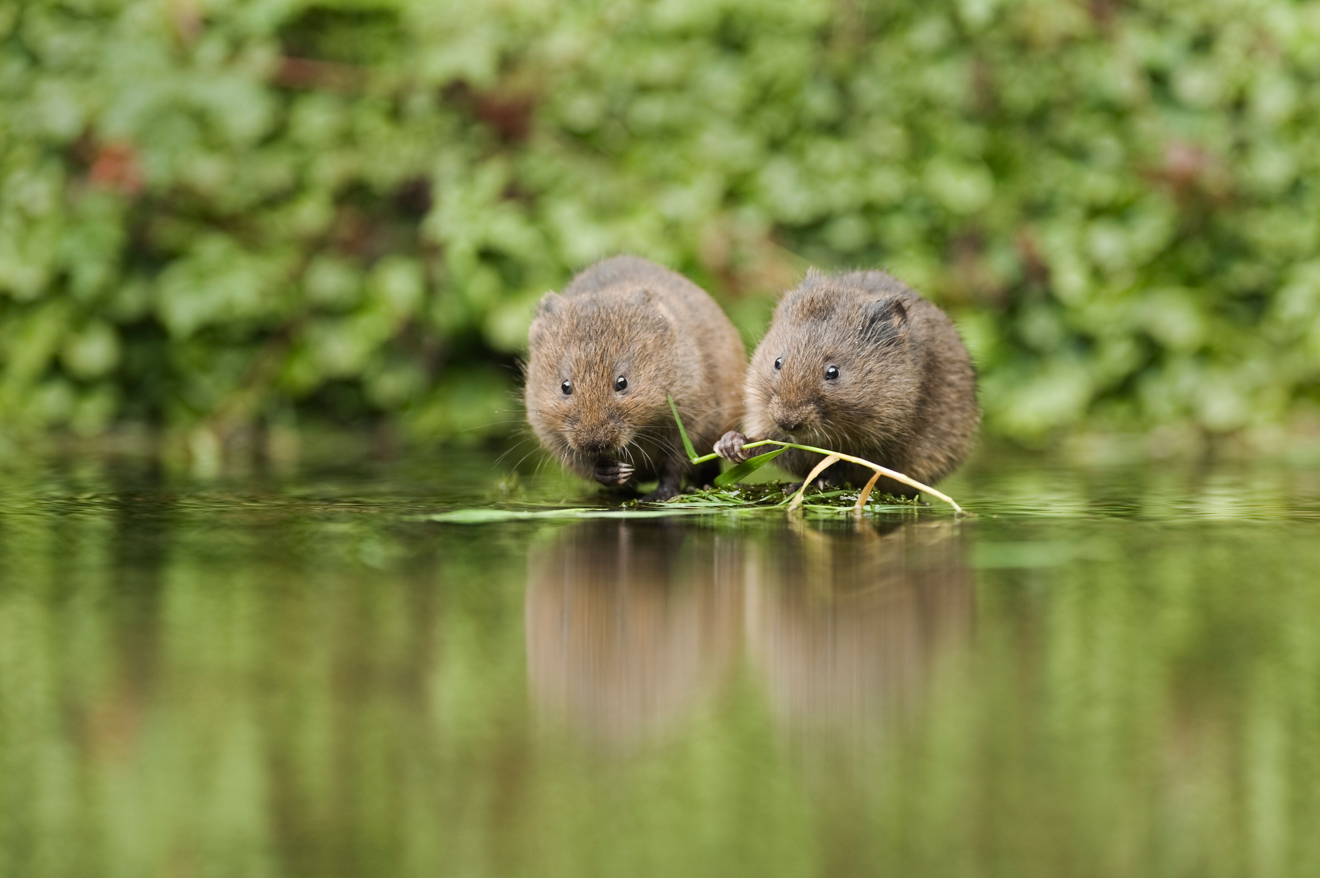 Water voles thriving in East Anglia thanks to project to get rid of ...
