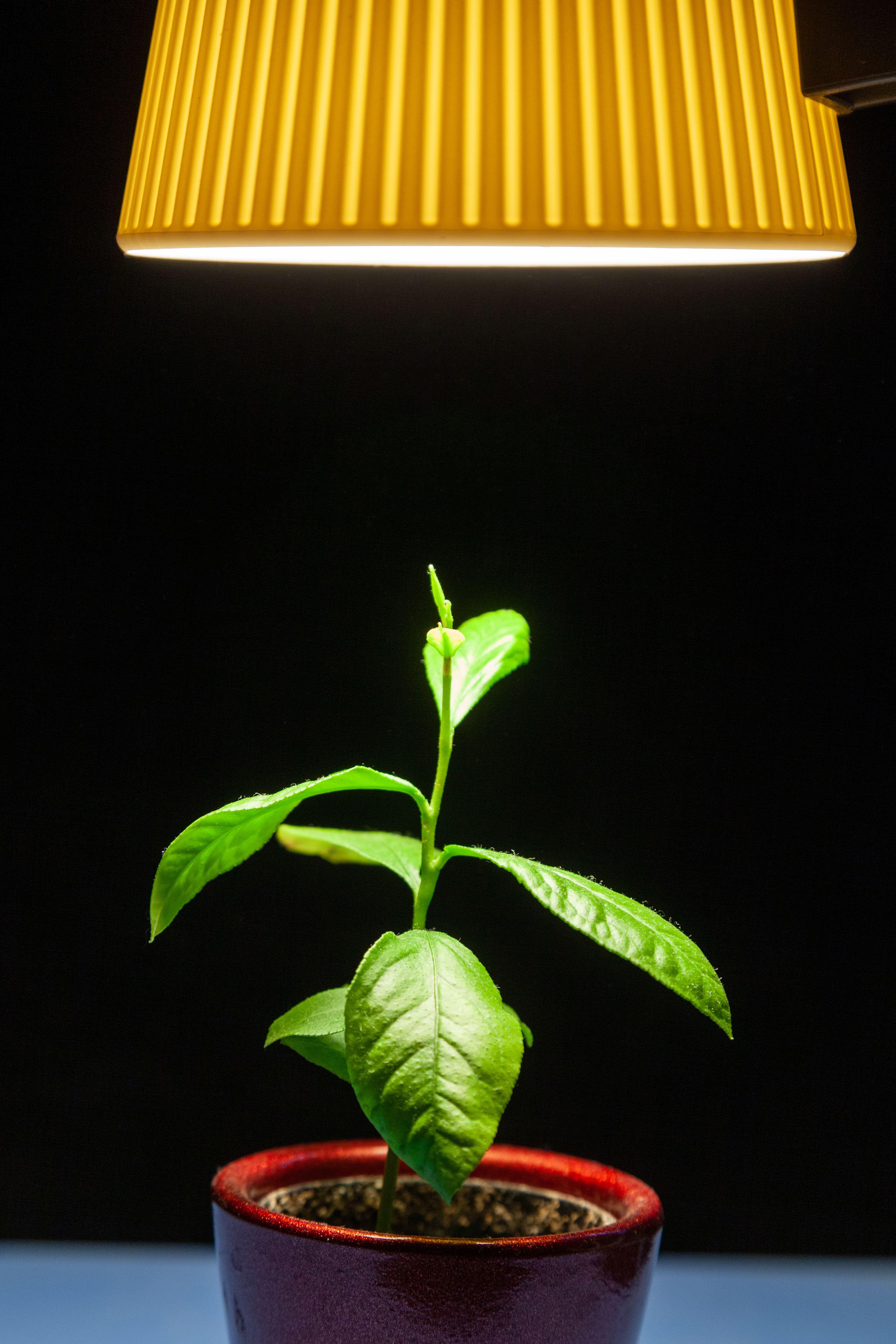 Talking to plants could help protect them