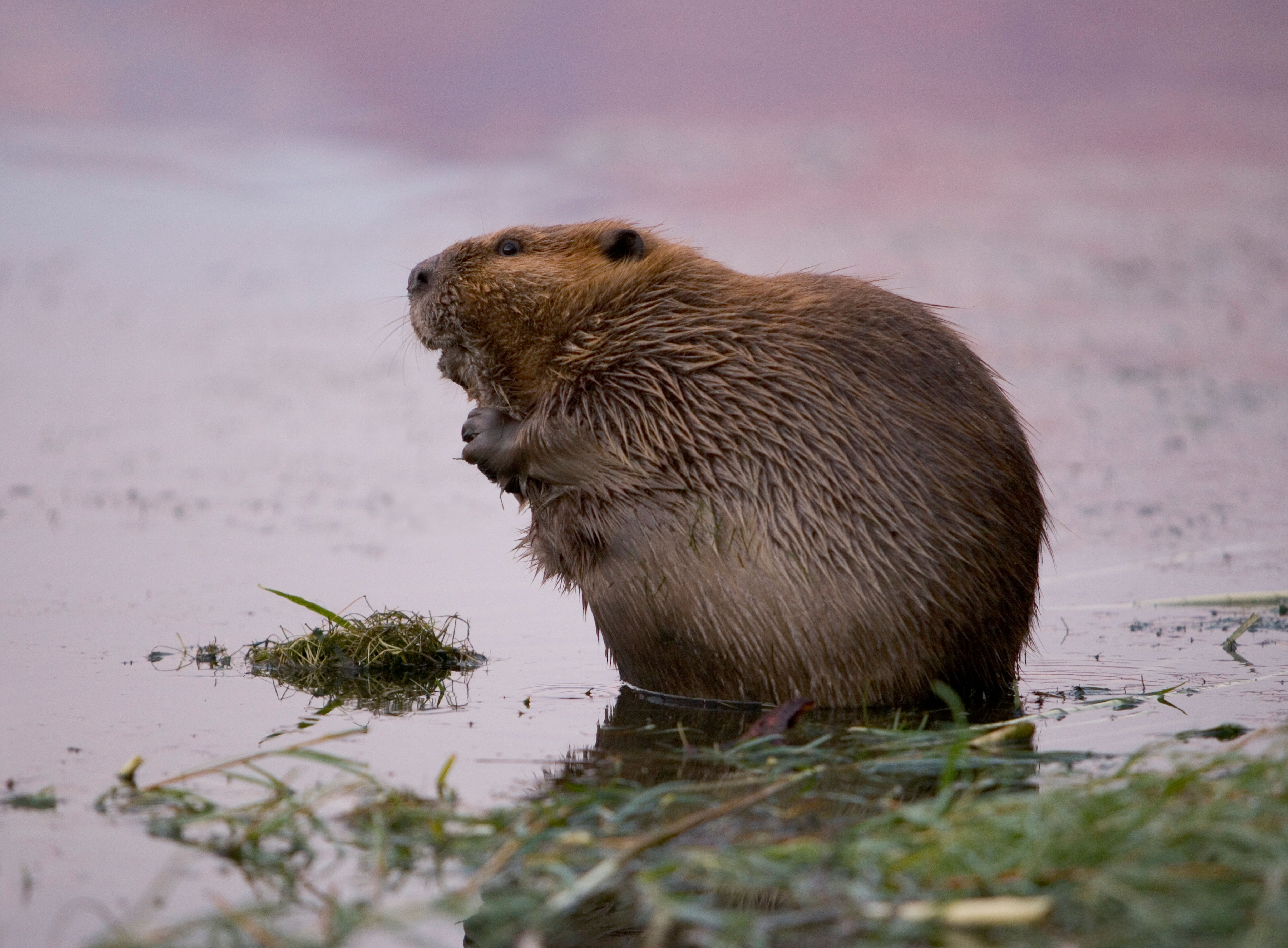 Success for Dorset's beaver conservation project | News - Greatest Hits ...