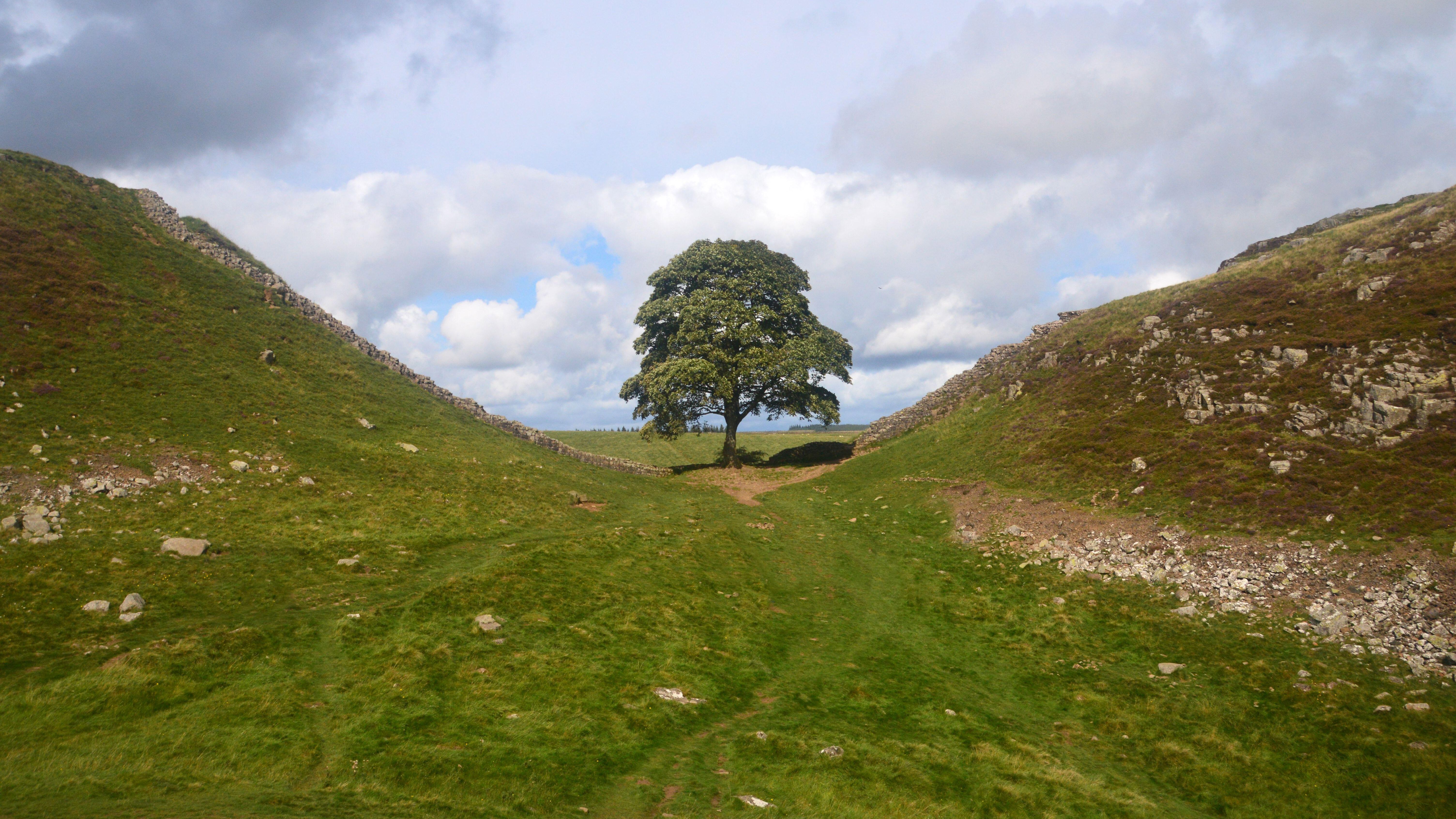 Police investigating after iconic Sycamore Gap tree in Northumberland ...