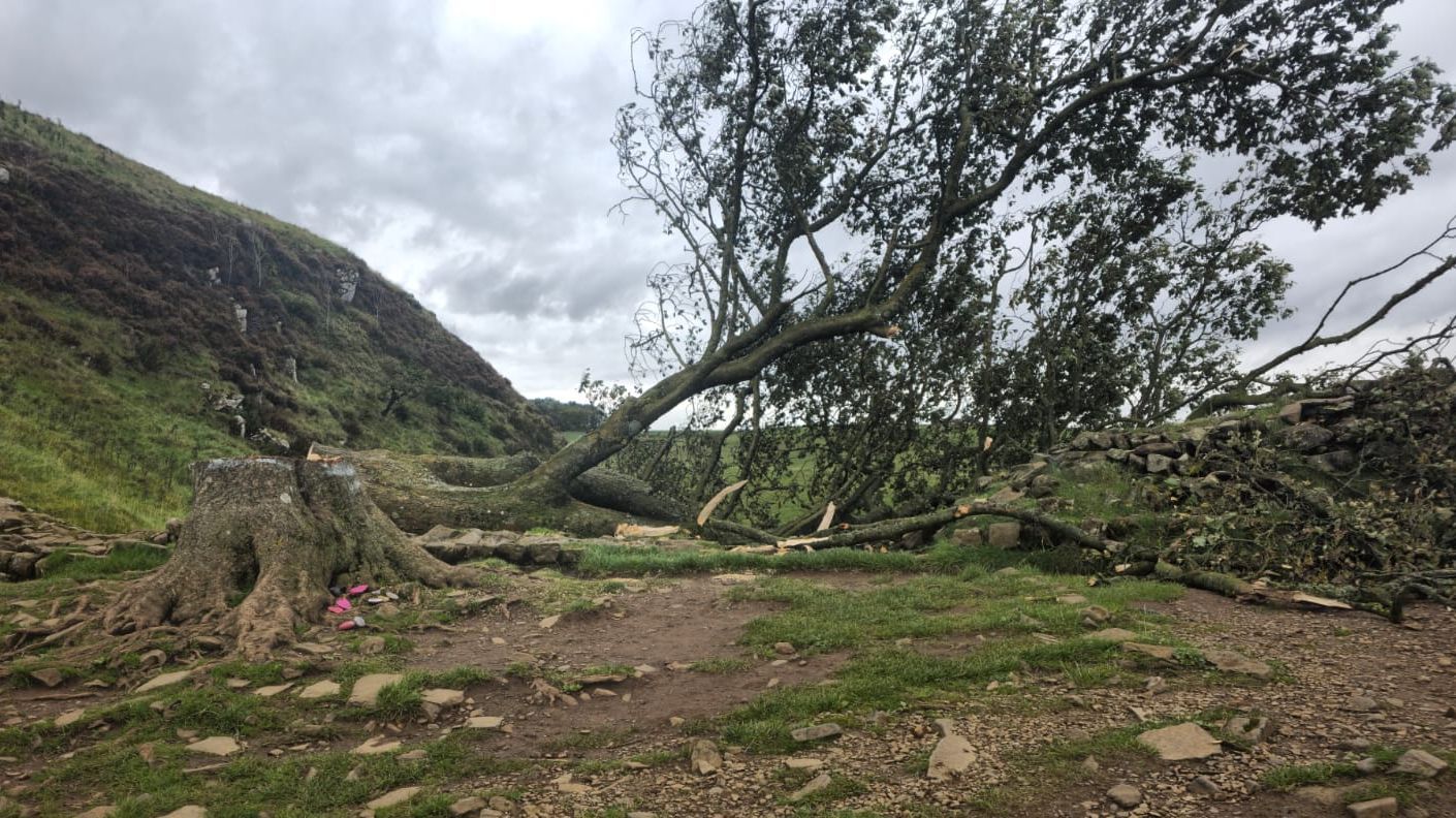 Sycamore Gap arrest - 16 year old boy bailed. | News - Clyde 1
