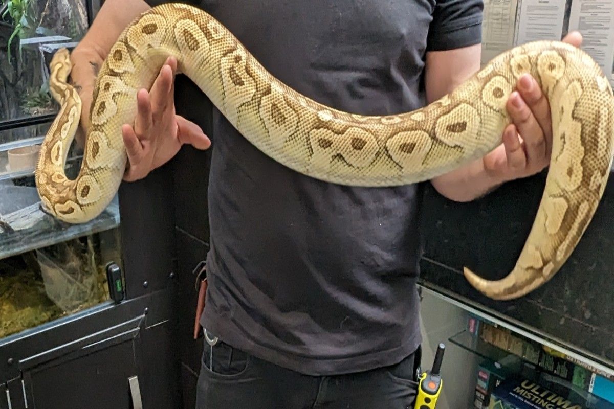 Second large stray snake found in West Sussex village