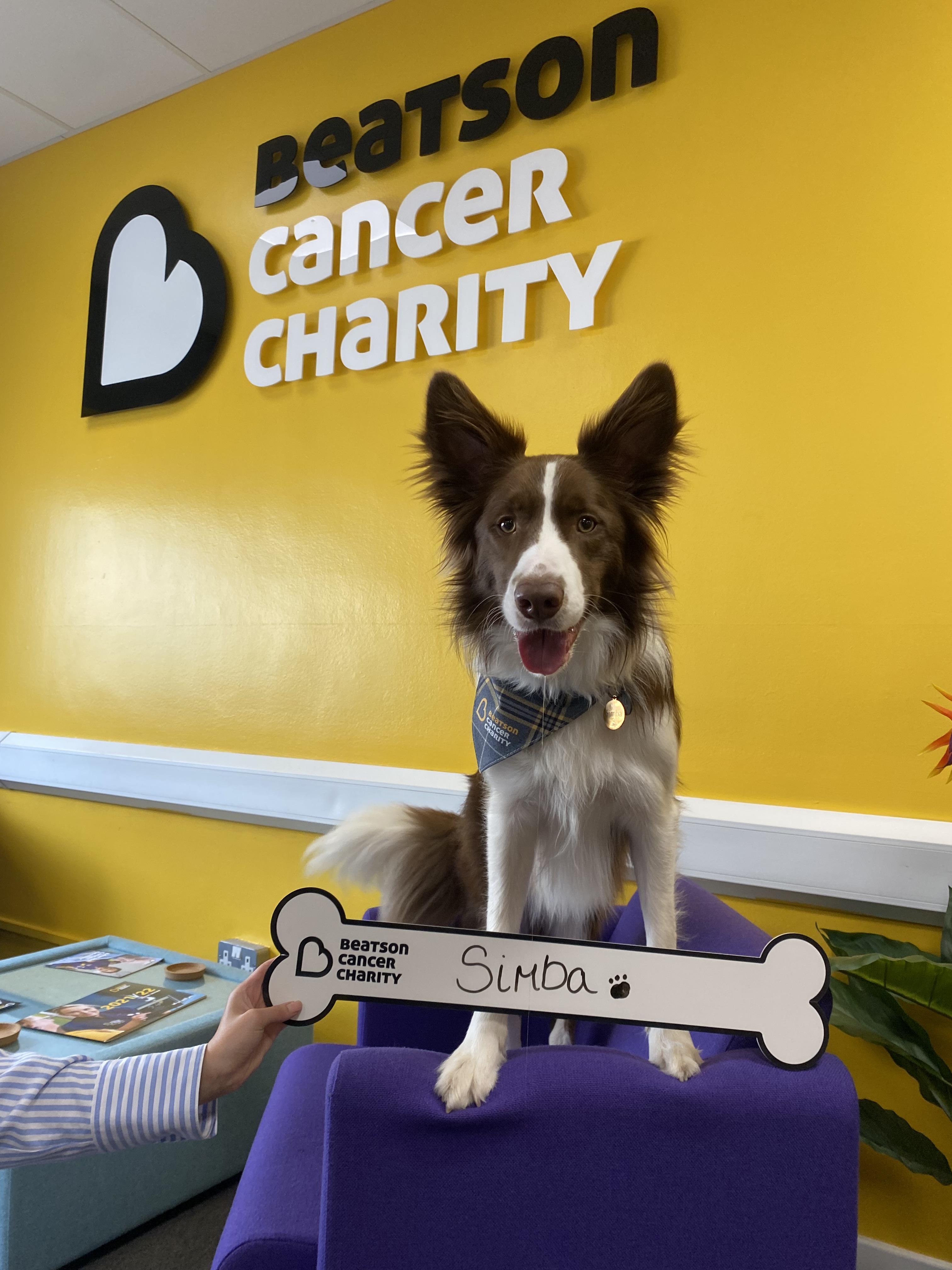 Beatson Cancer Charity names border collie, Simba, as 'ambassadog'